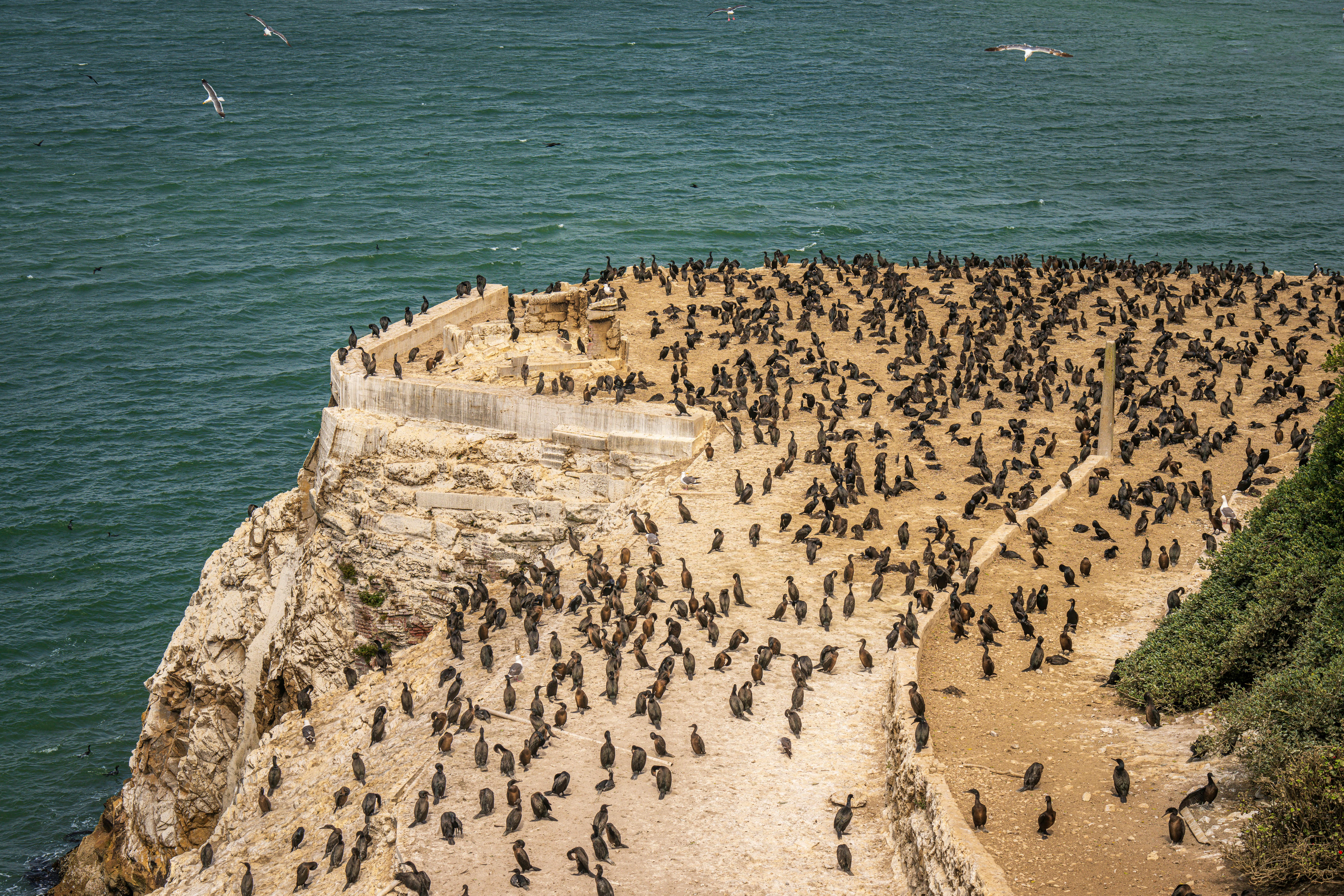 Cormorant Colony on Alcatraz Island · Free Stock Photo