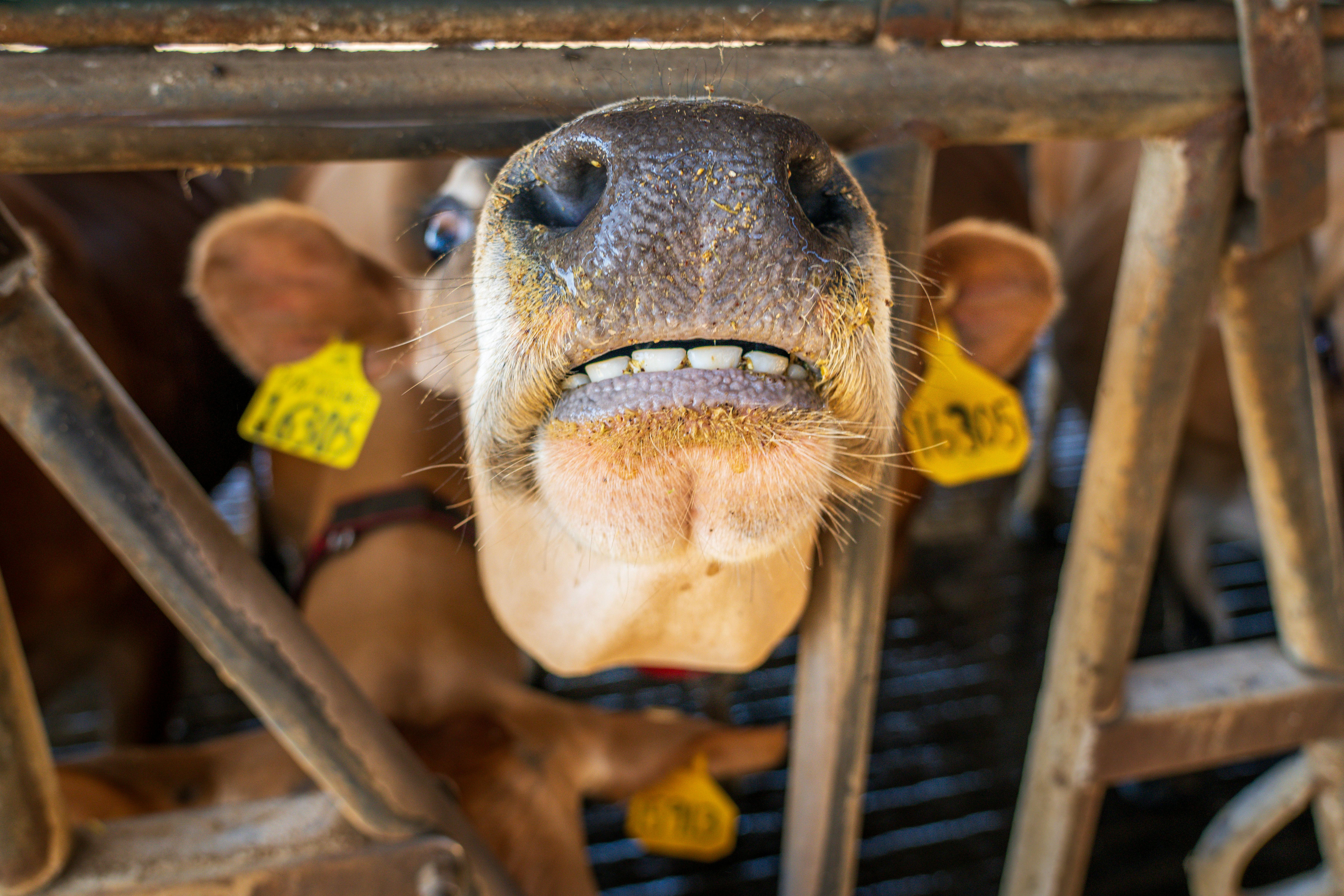 Close up of Cow Mouth · Free Stock Photo