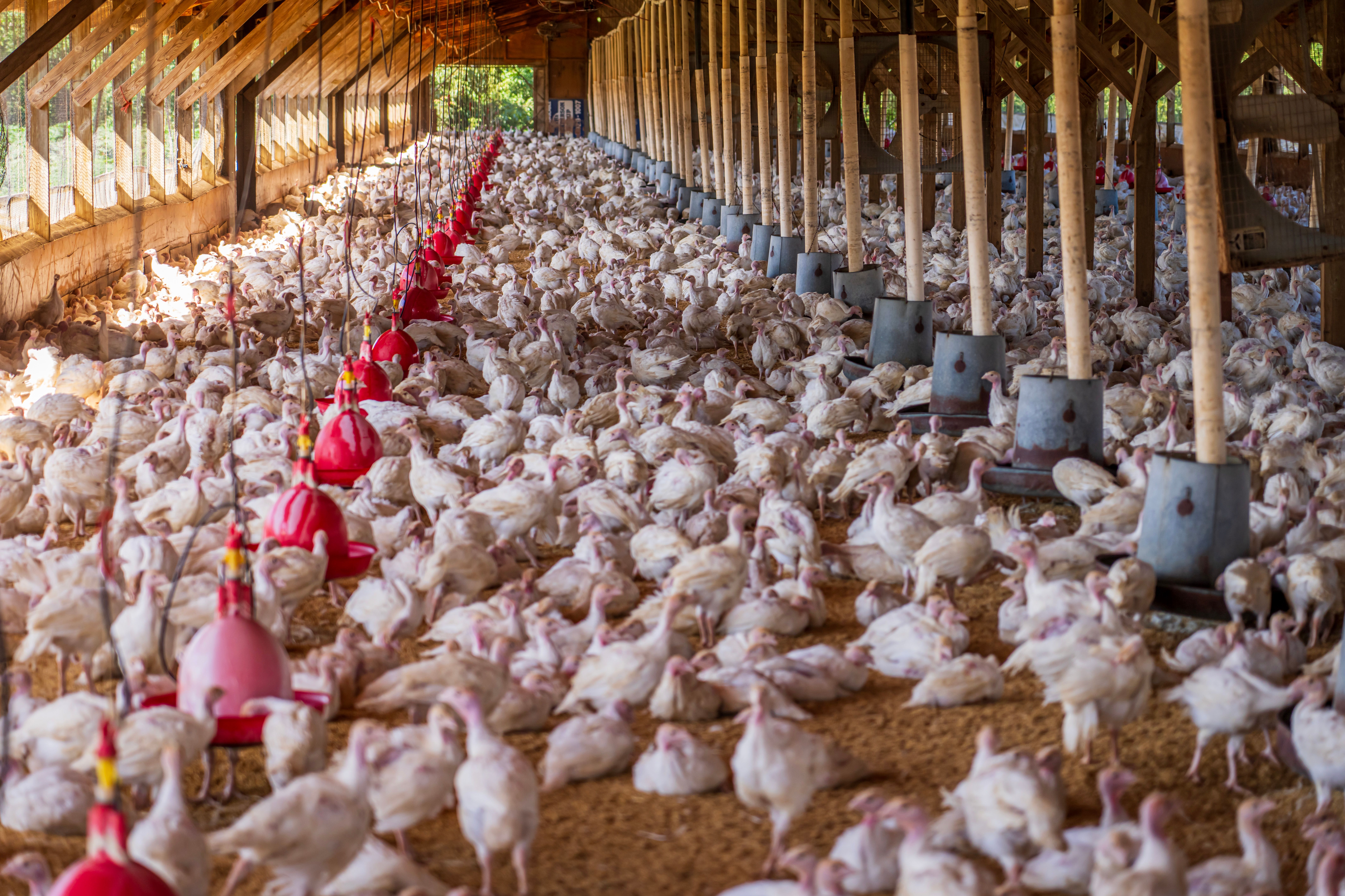 Photo gratuite de agriculture, agriculture animale, agriculture ...