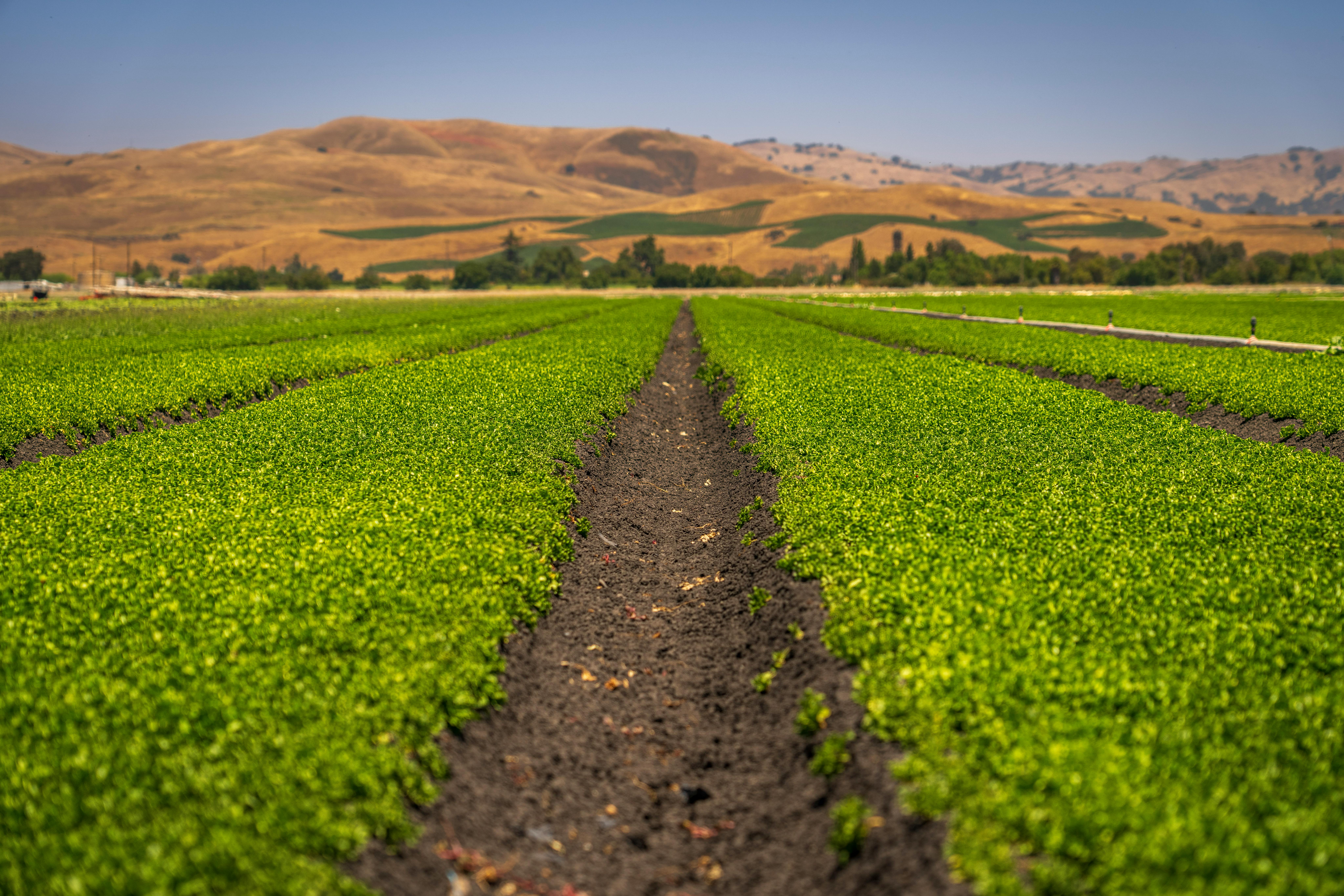 Cropland in Countryside · Free Stock Photo