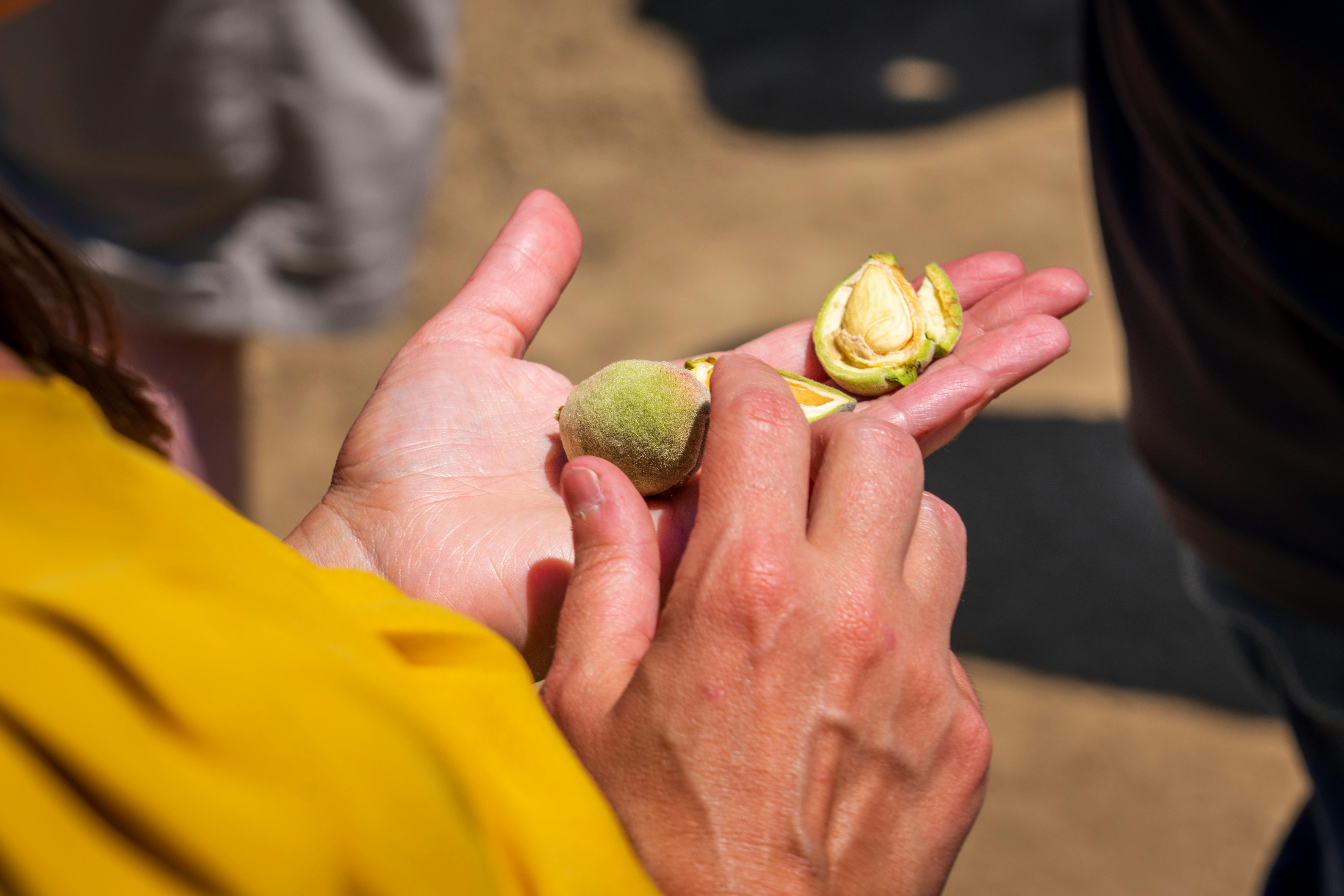 Close up of Yellow Mangoes · Free Stock Photo
