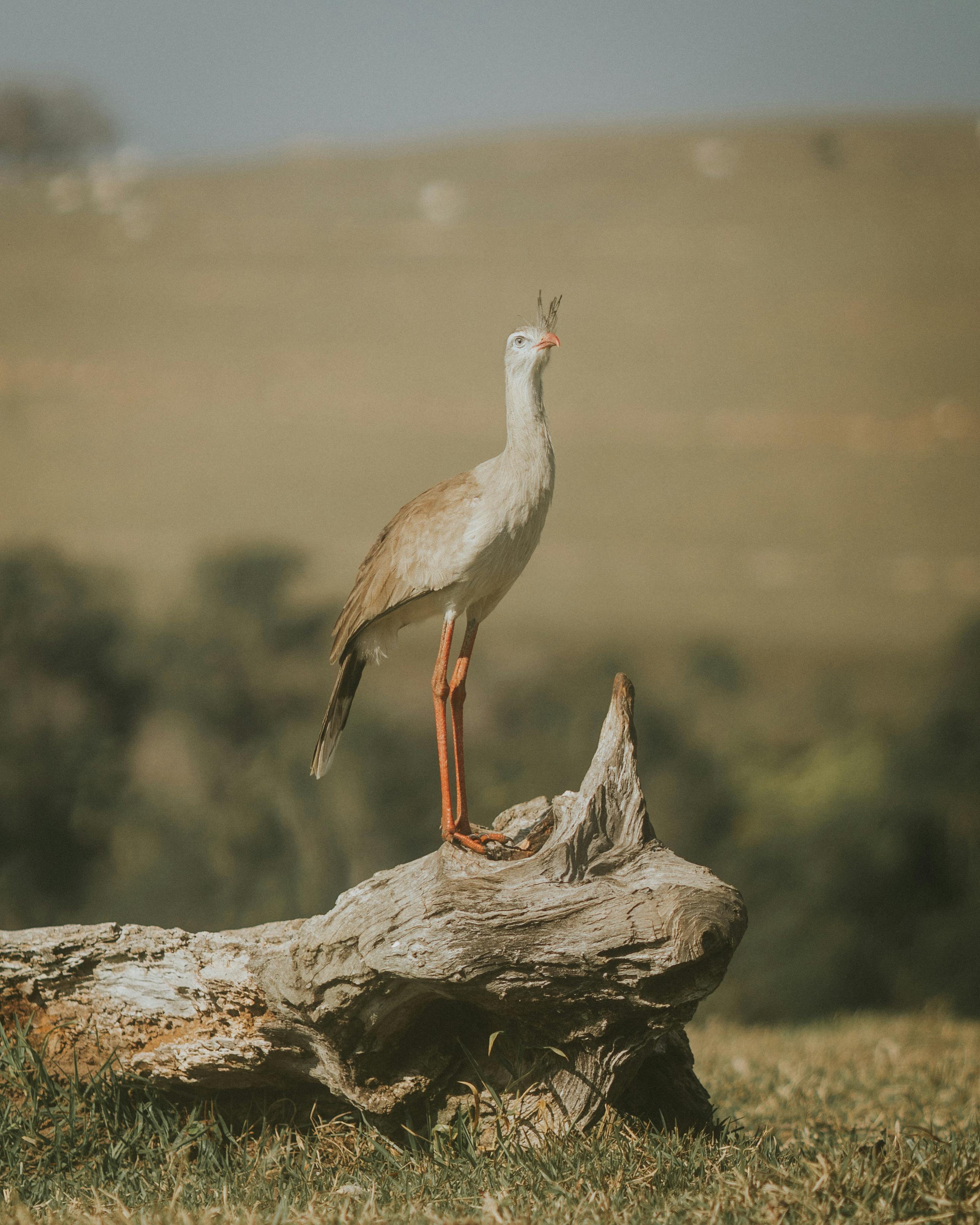 Bird on Tree Trunk · Free Stock Photo
