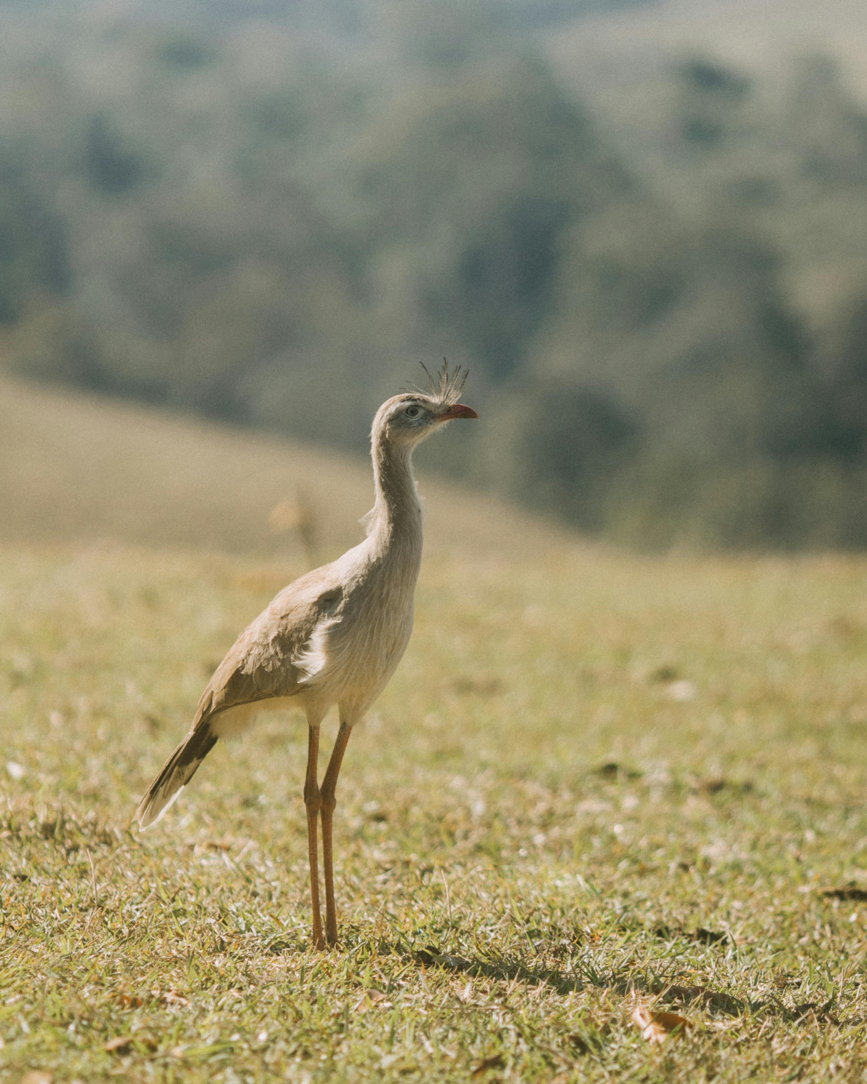 Flying Partridge Birds · Free Stock Photo
