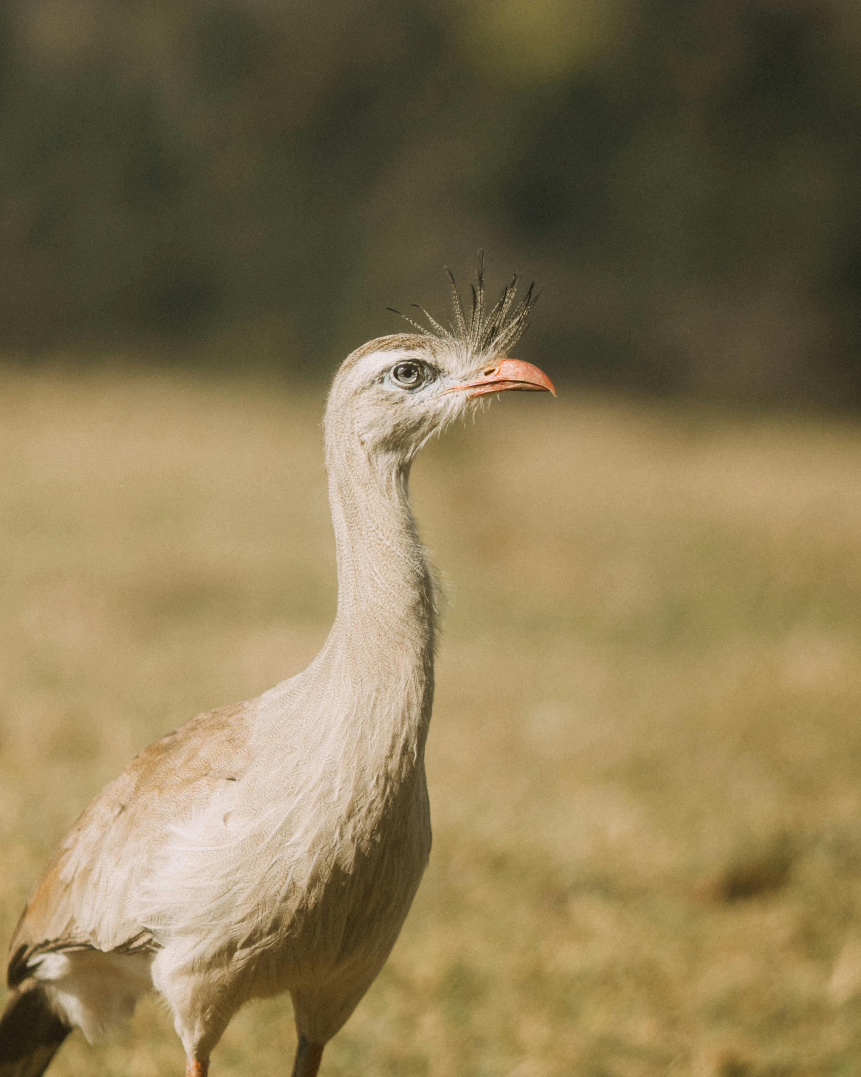 Wild Turkey Bird · Free Stock Photo