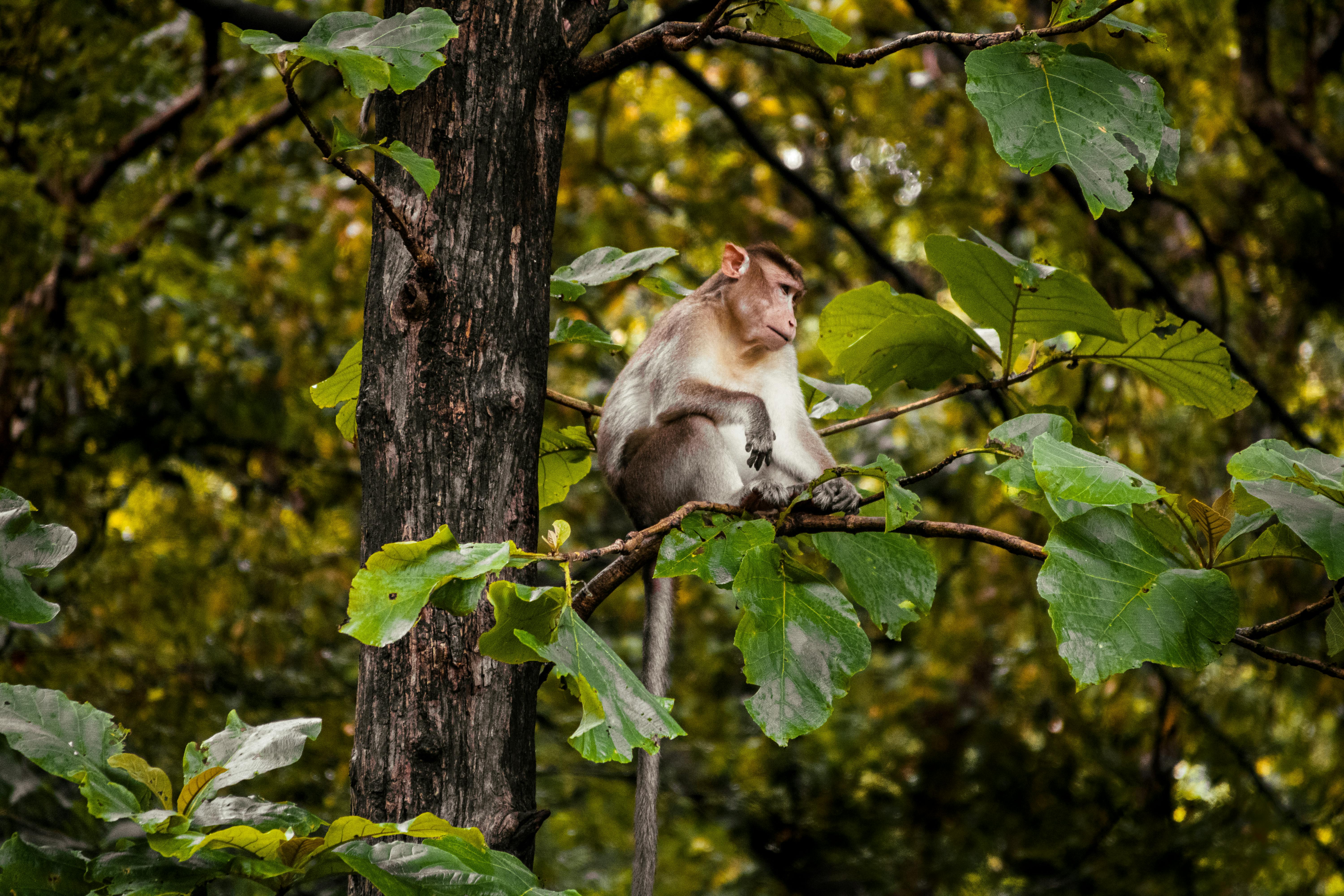 Shallow Focus Photography of Monkey on Tree · Free Stock Photo