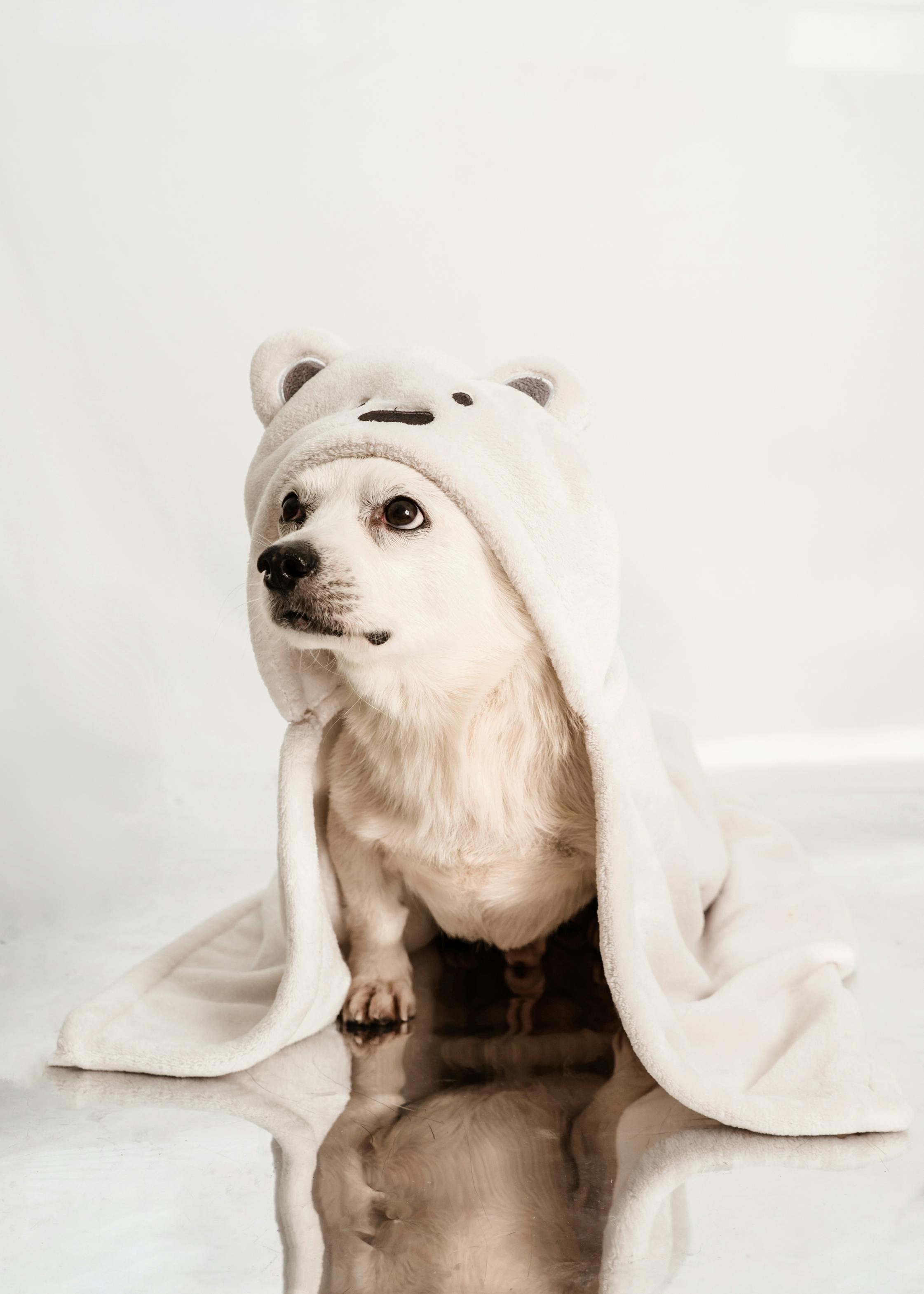 Studio Shot of a Small White Dog Covered with a Blanket · Free Stock Photo