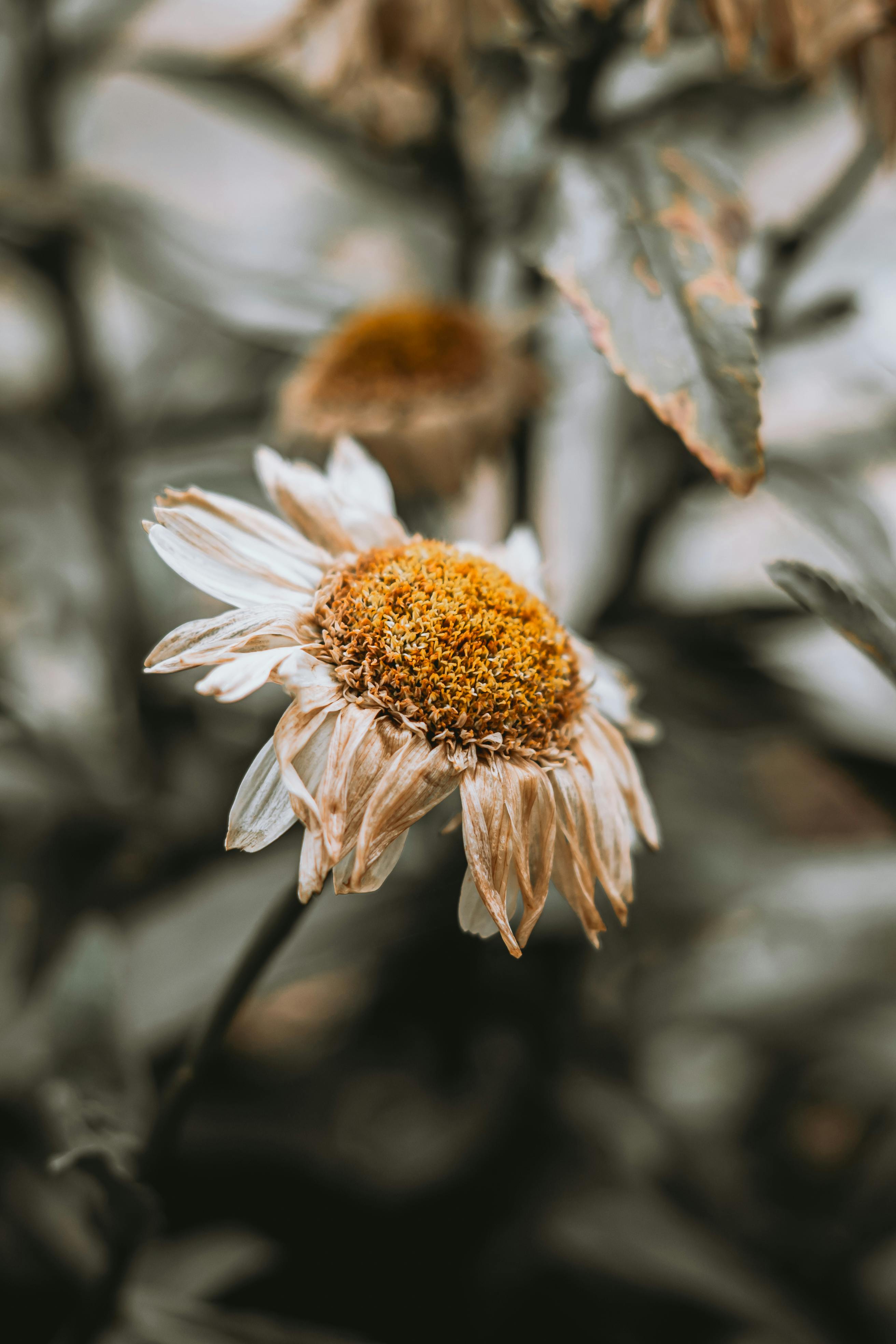 Blue Sepia Background Photos, Download The BEST Free Blue Sepia ...