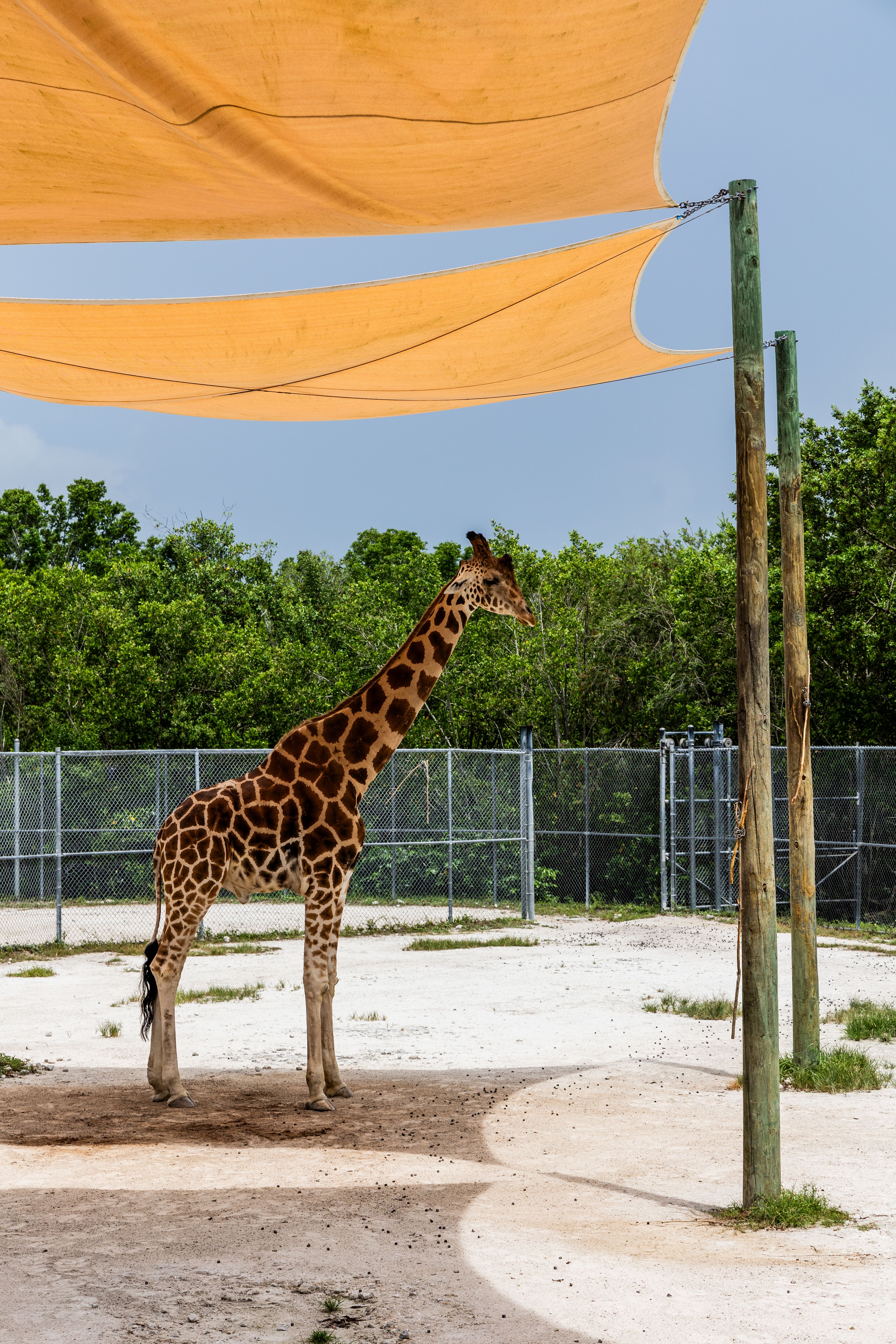 Giraffe in Shadow in Zoo · Free Stock Photo