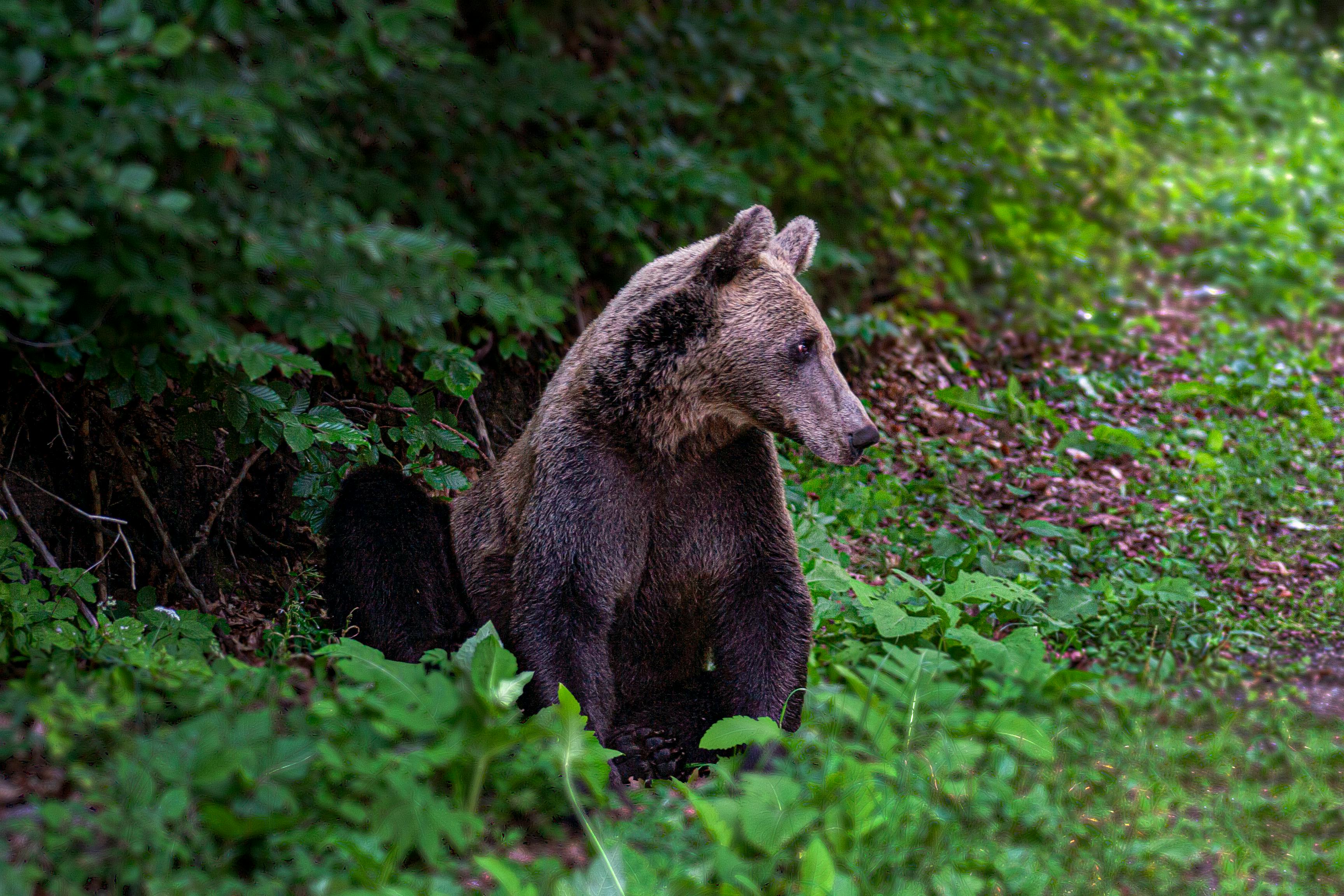 Bear in a Forest Among Shrubs · Free Stock Photo