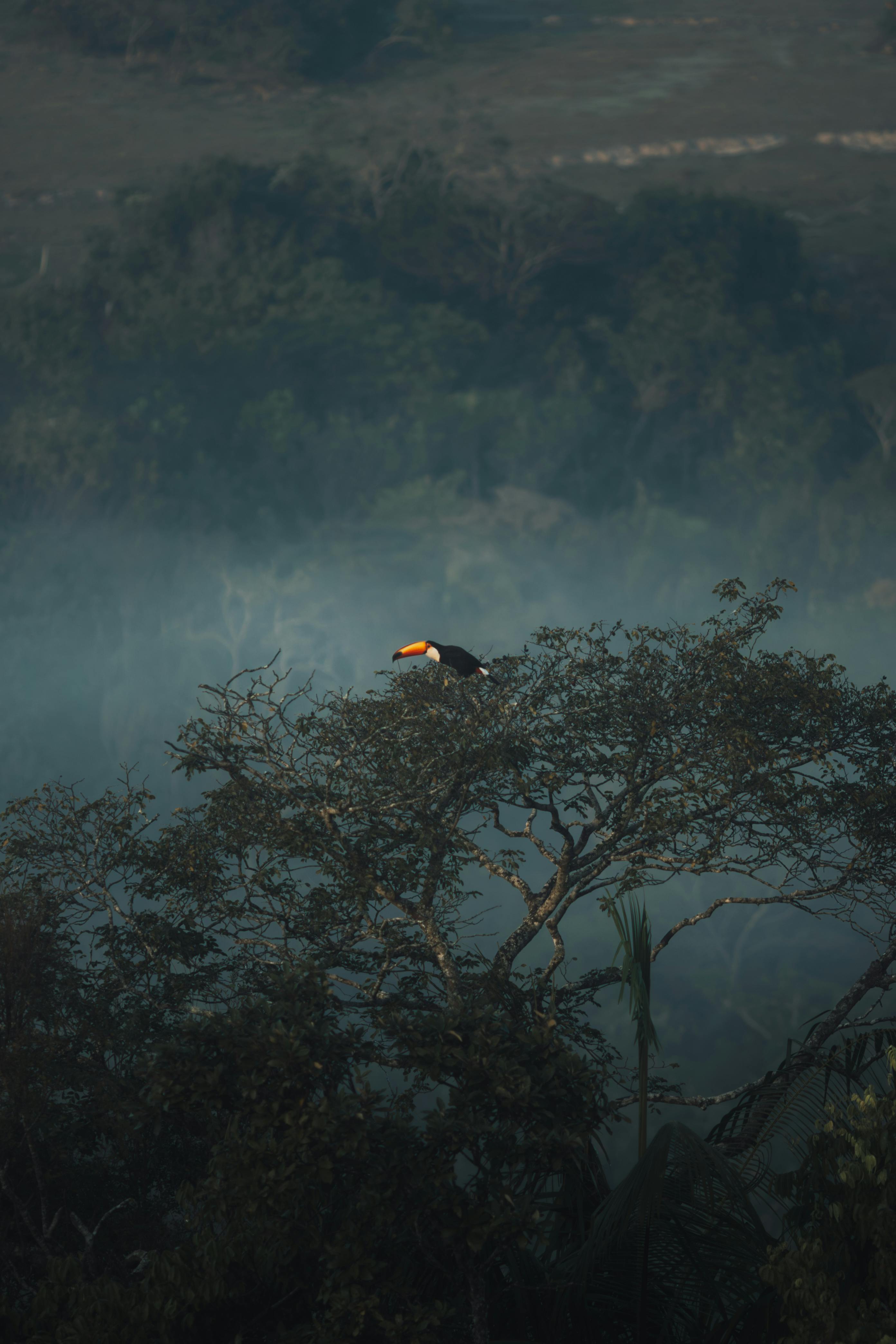 Toco Toucan Perching on Top of a Tree · Free Stock Photo