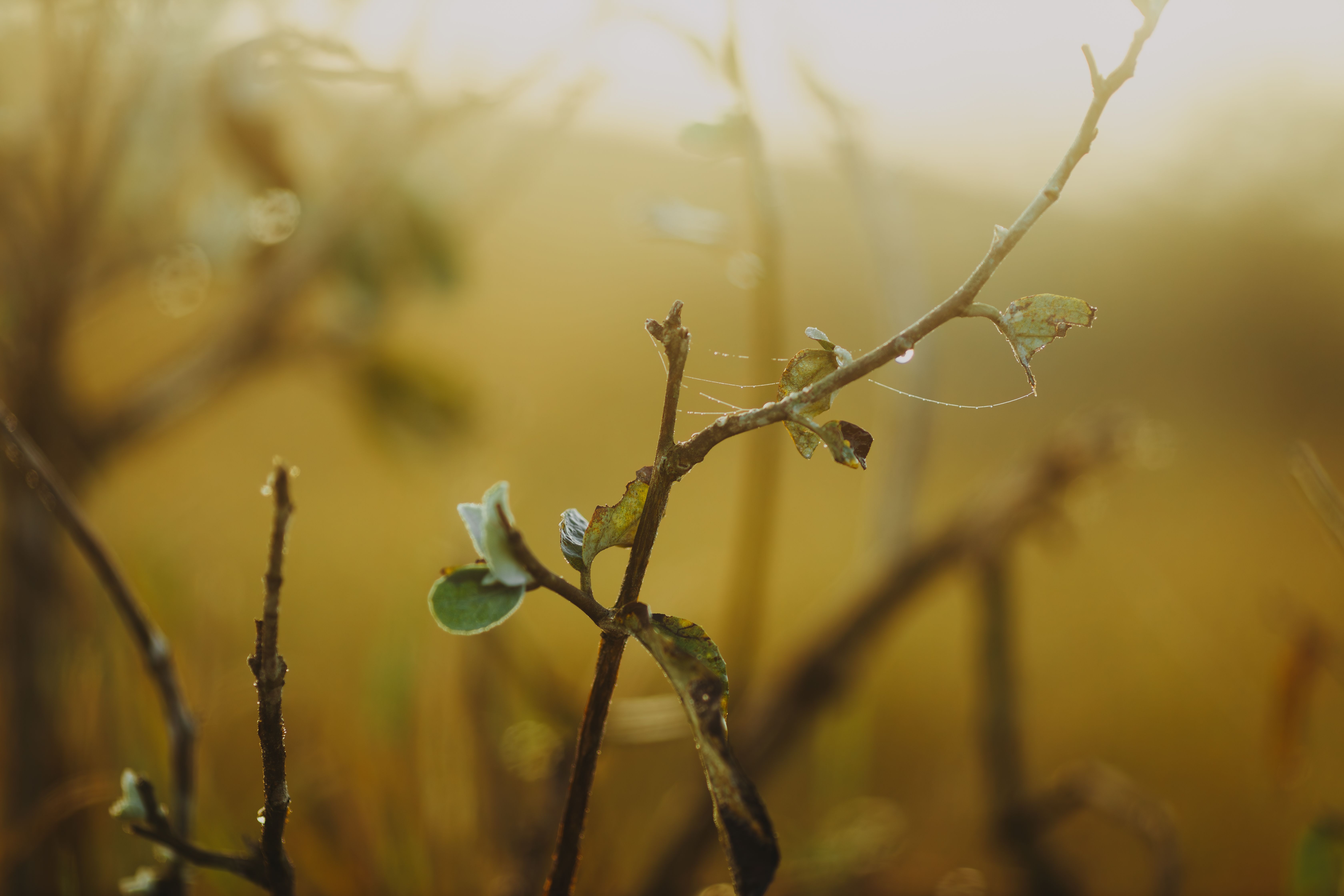 Yukka Plant Photos, Download The BEST Free Yukka Plant Stock Photos ...