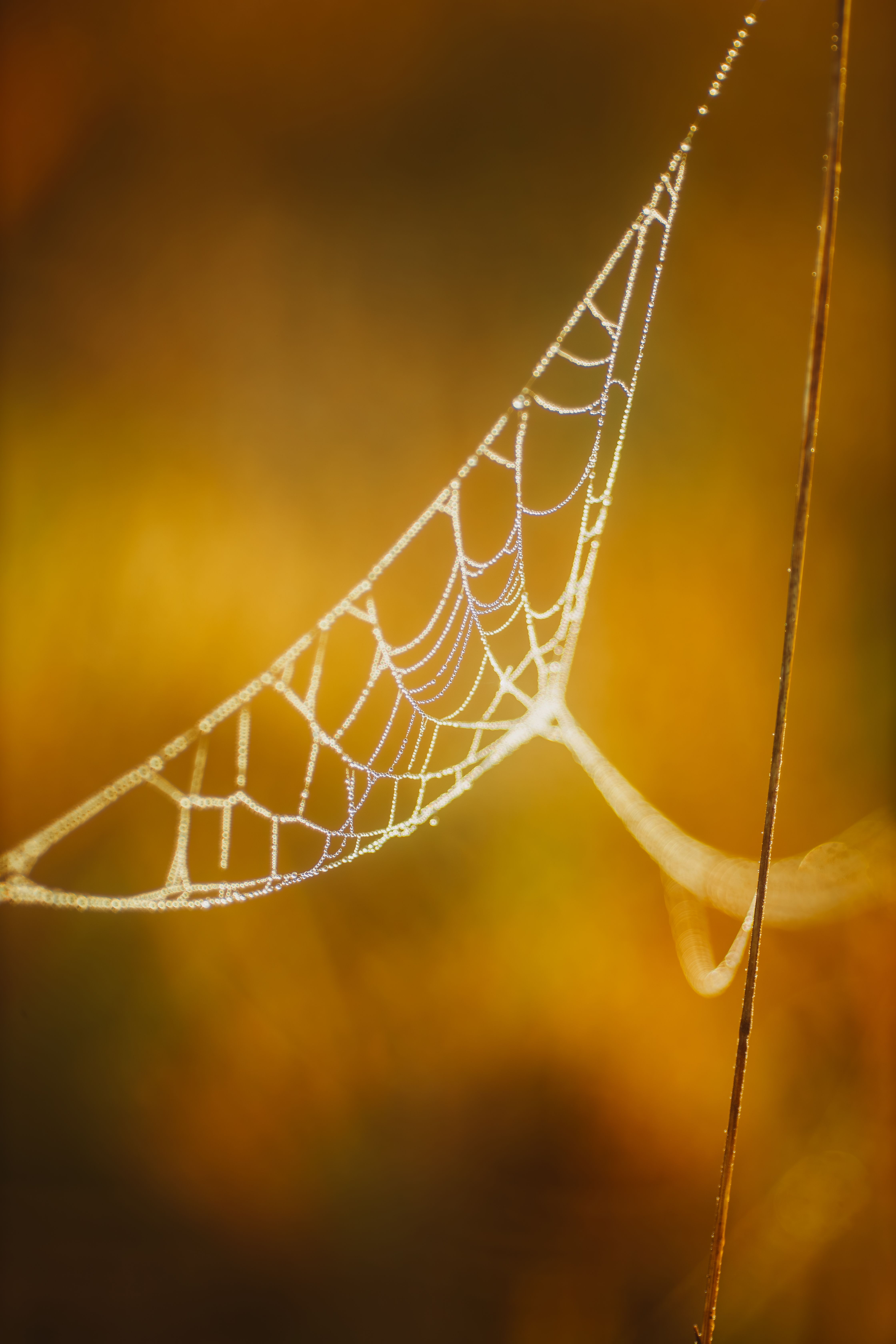 Spiderweb in Sunlight · Free Stock Photo