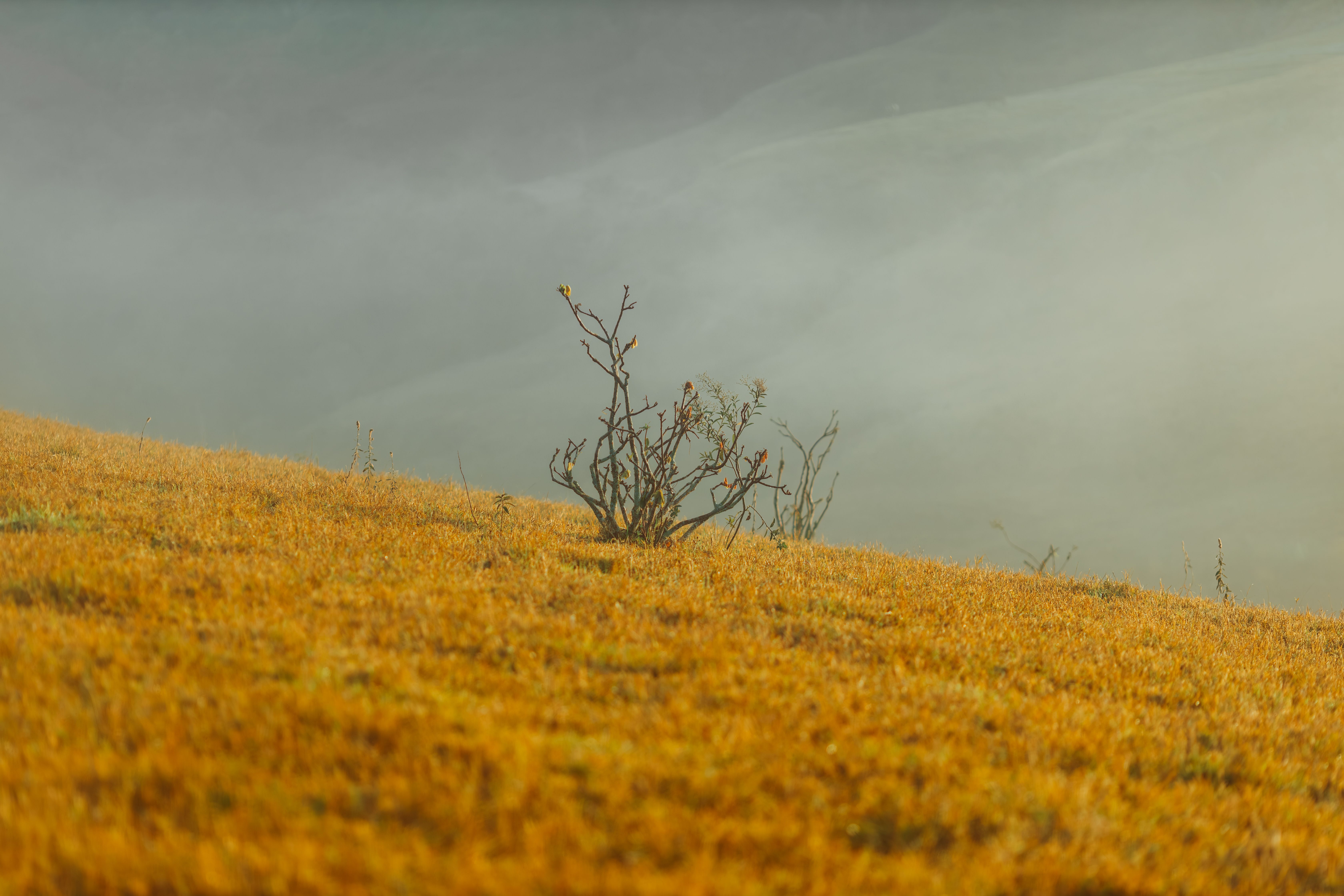 Lonely Dry Bush on the Hill · Free Stock Photo