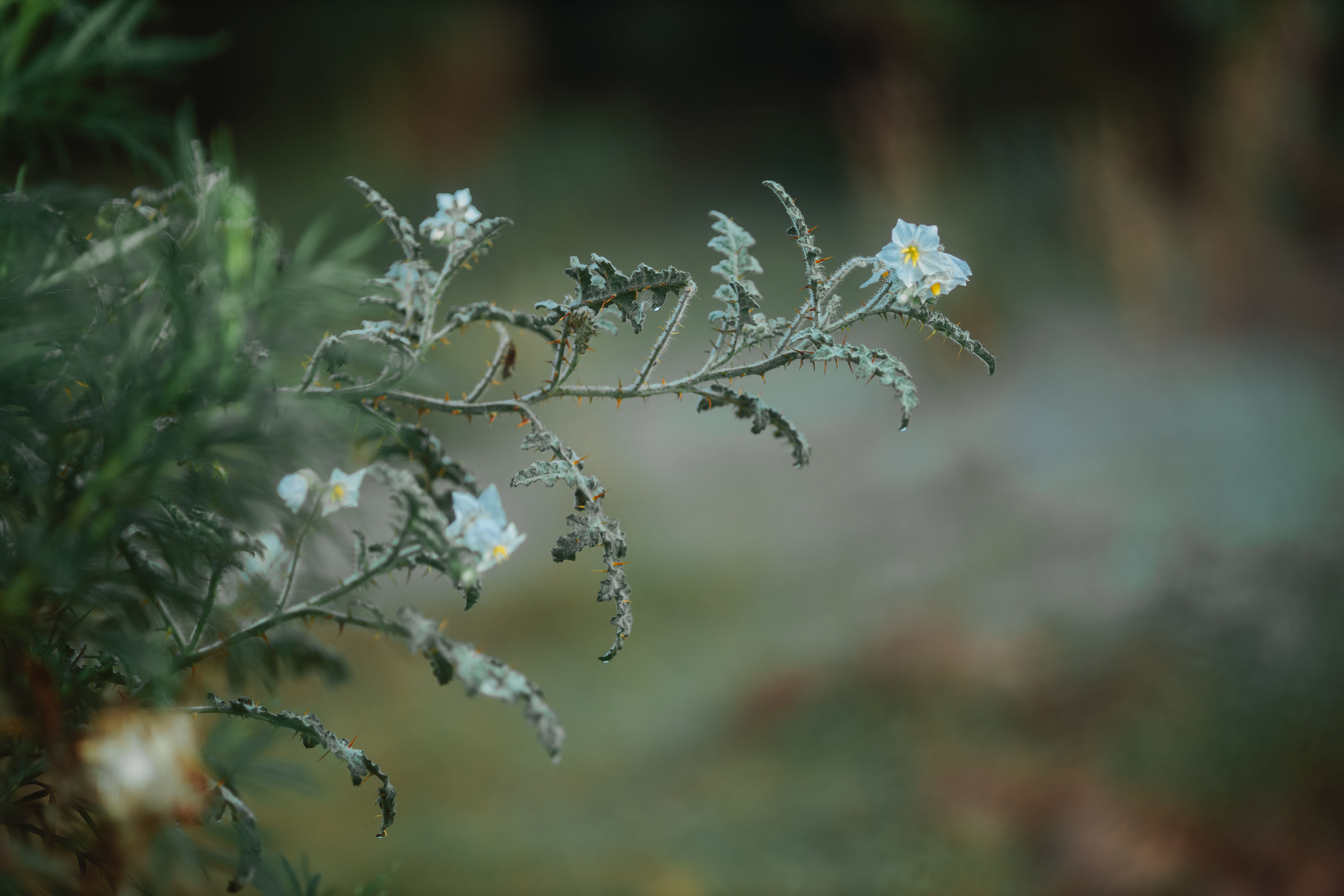 Pale Blue Flowers of Solanum Sisymbriifolium · Free Stock Photo