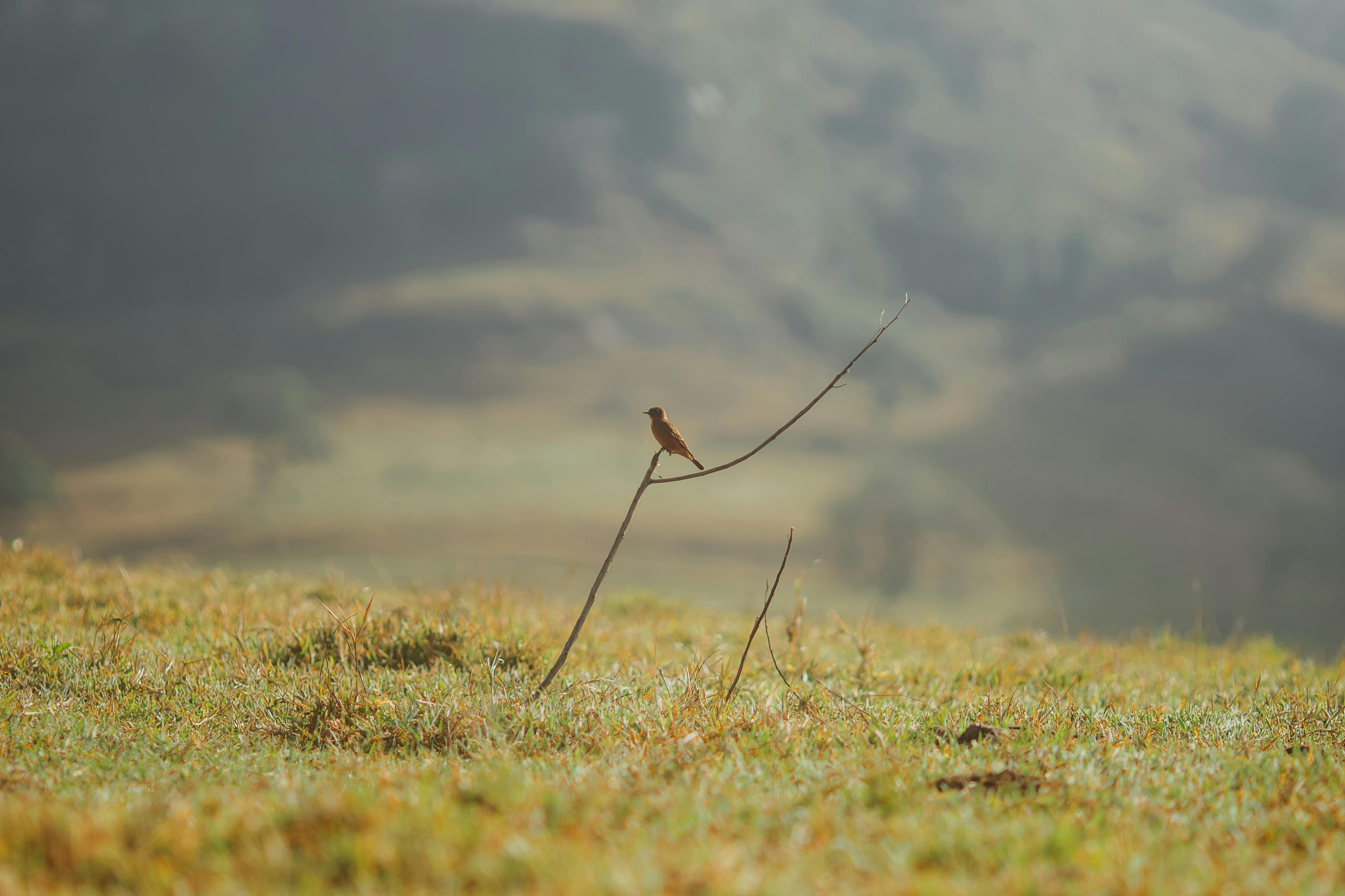 Small Cliff Flycatcher Bird Sitting on a Twig in a Grassland · Free ...
