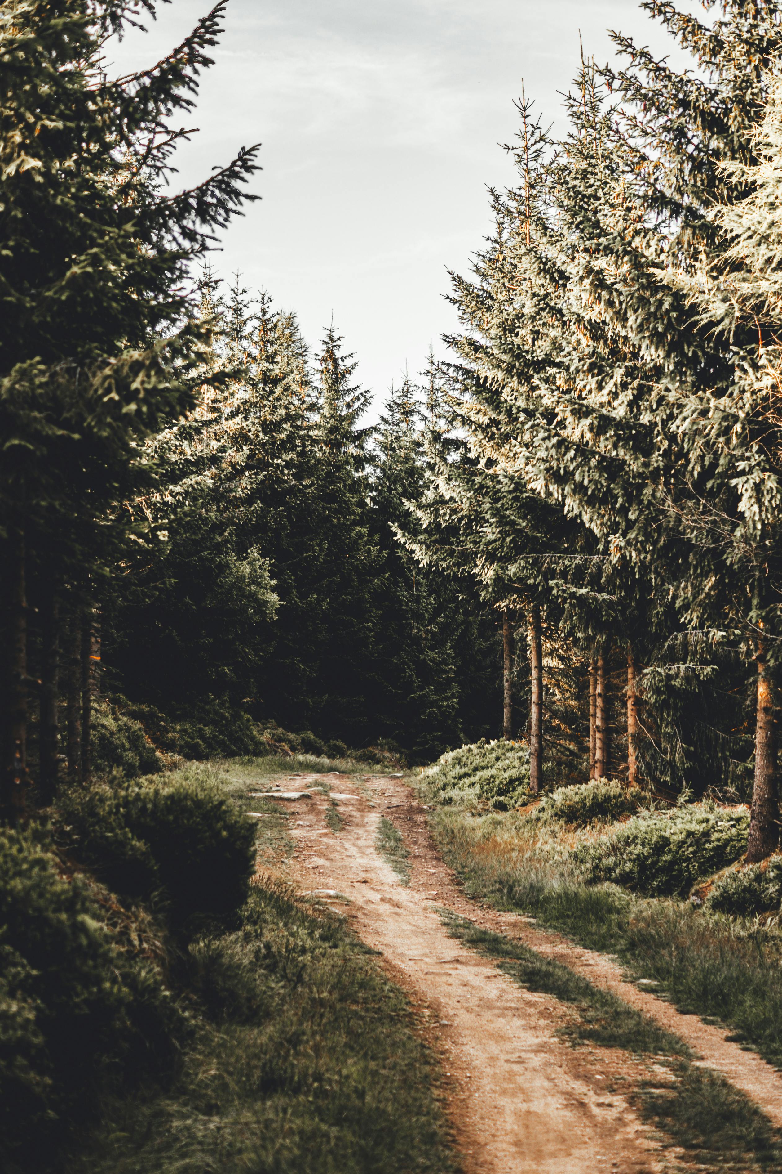 Dirt Road in Forest · Free Stock Photo