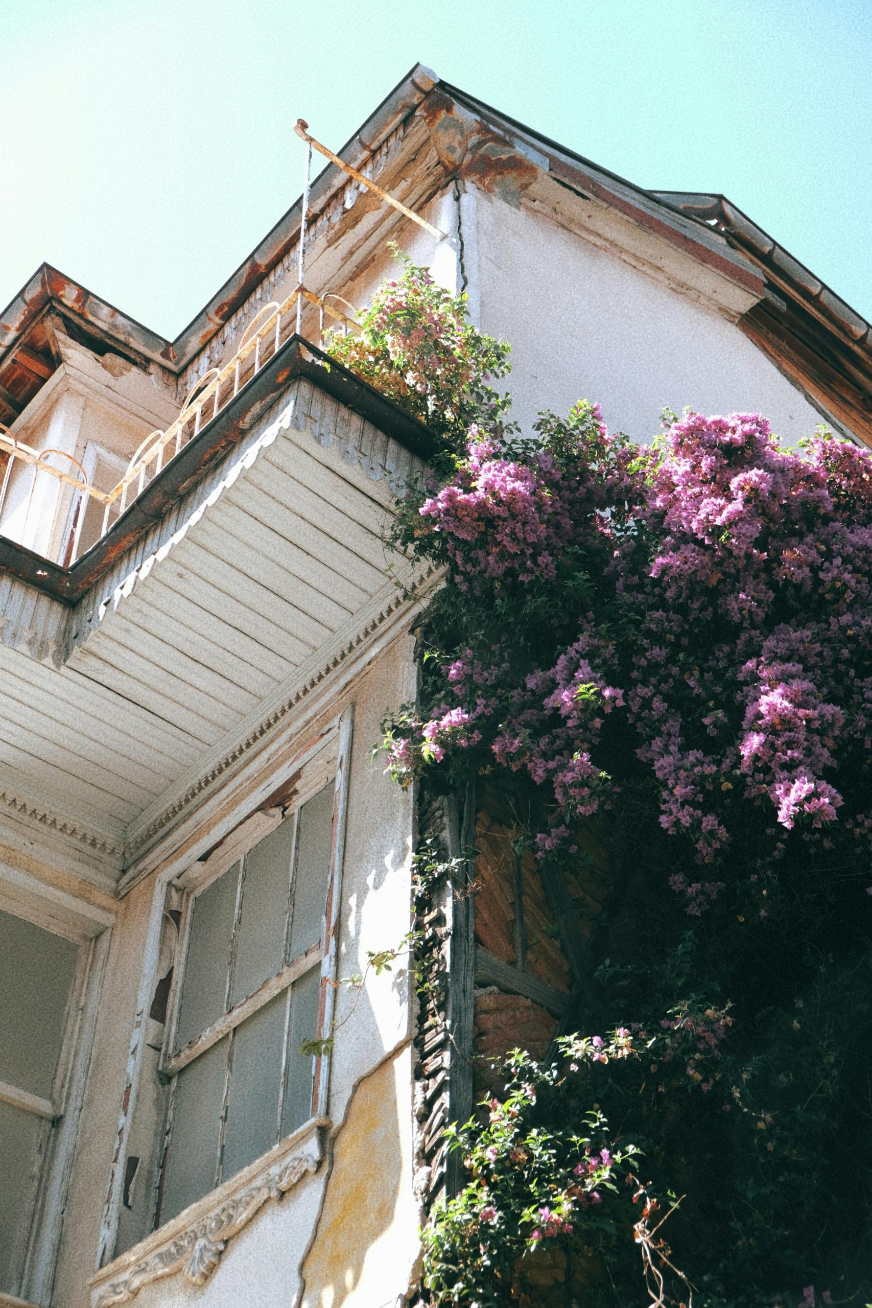 Sunlight over Trees near Building Wall · Free Stock Photo