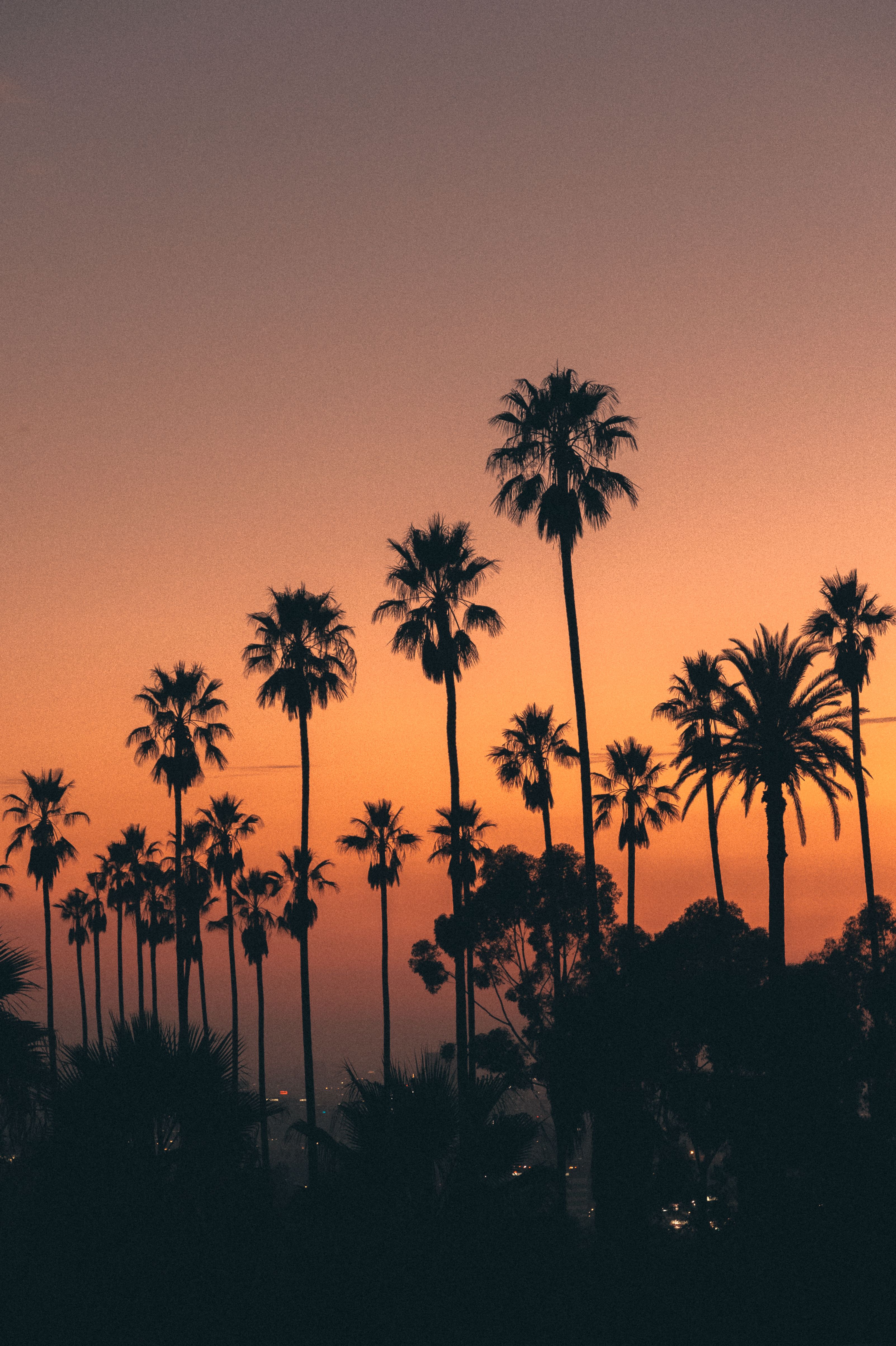Tropical Cutout Prints Photos, Download The BEST Free Tropical Cutout ...