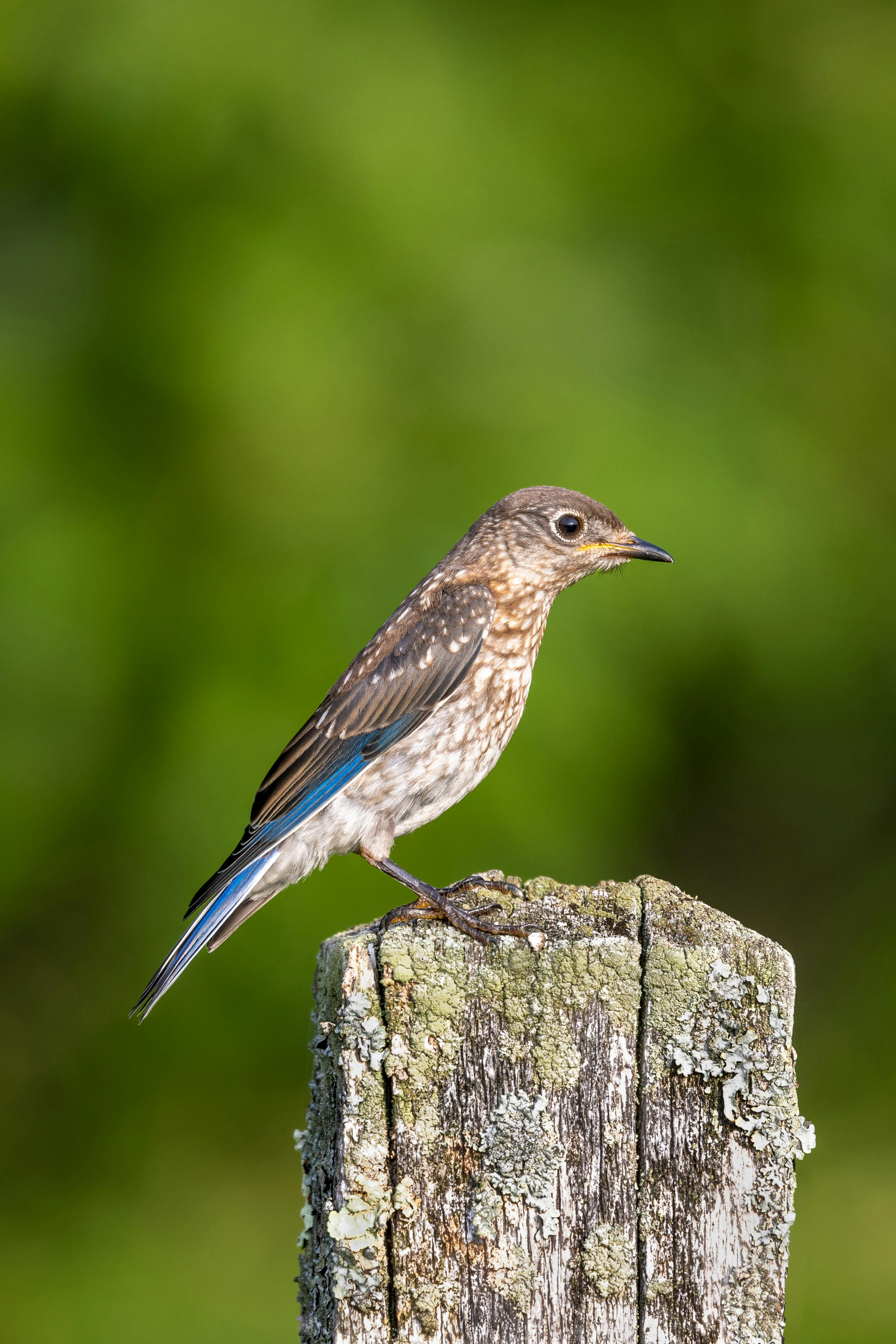 Close-up of an Eastern Bluebird Sitting on a Wooden Pole · Free Stock Photo