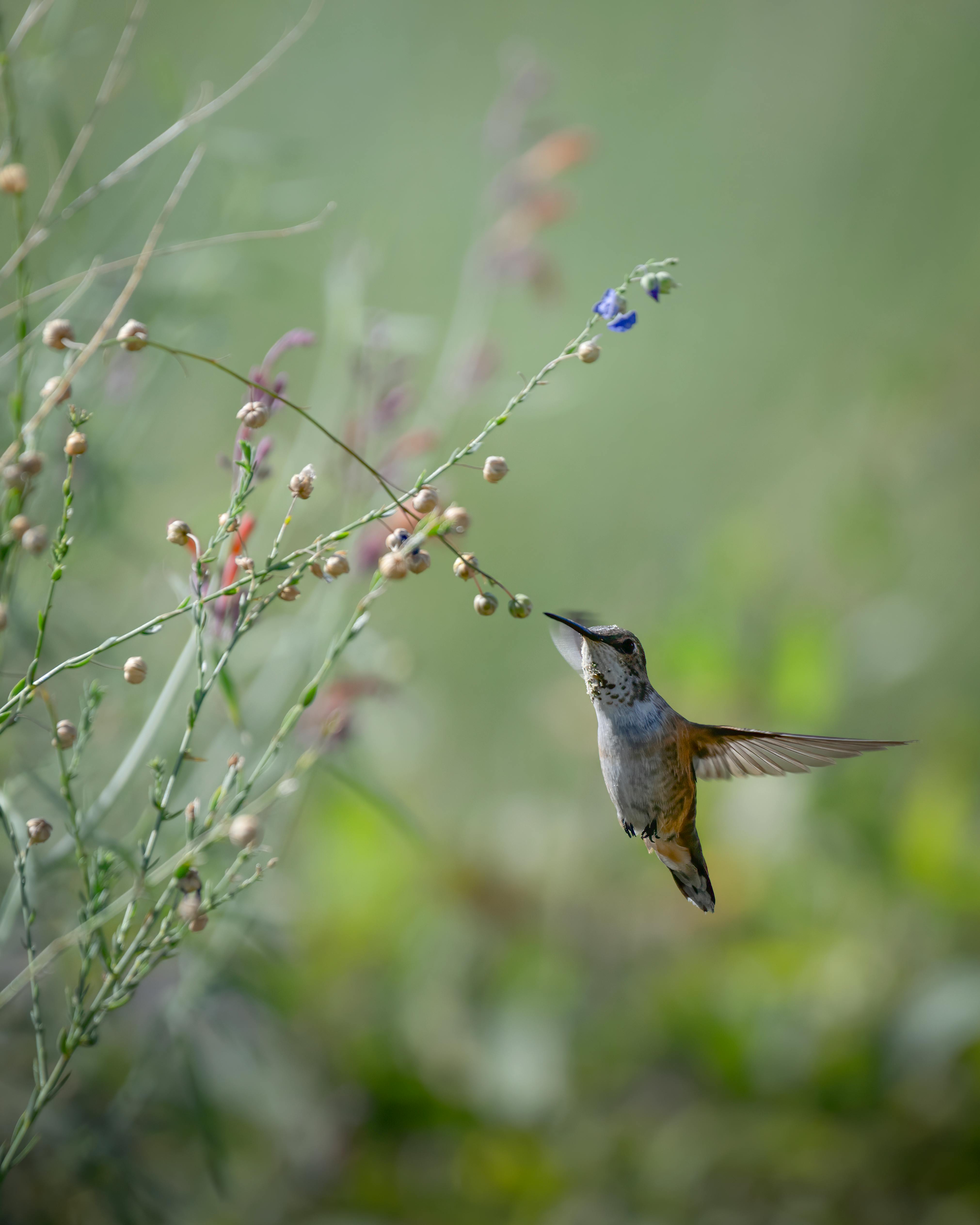 Close-up of a Hummingbird Drinking Nectar from a Wildflower · Free ...