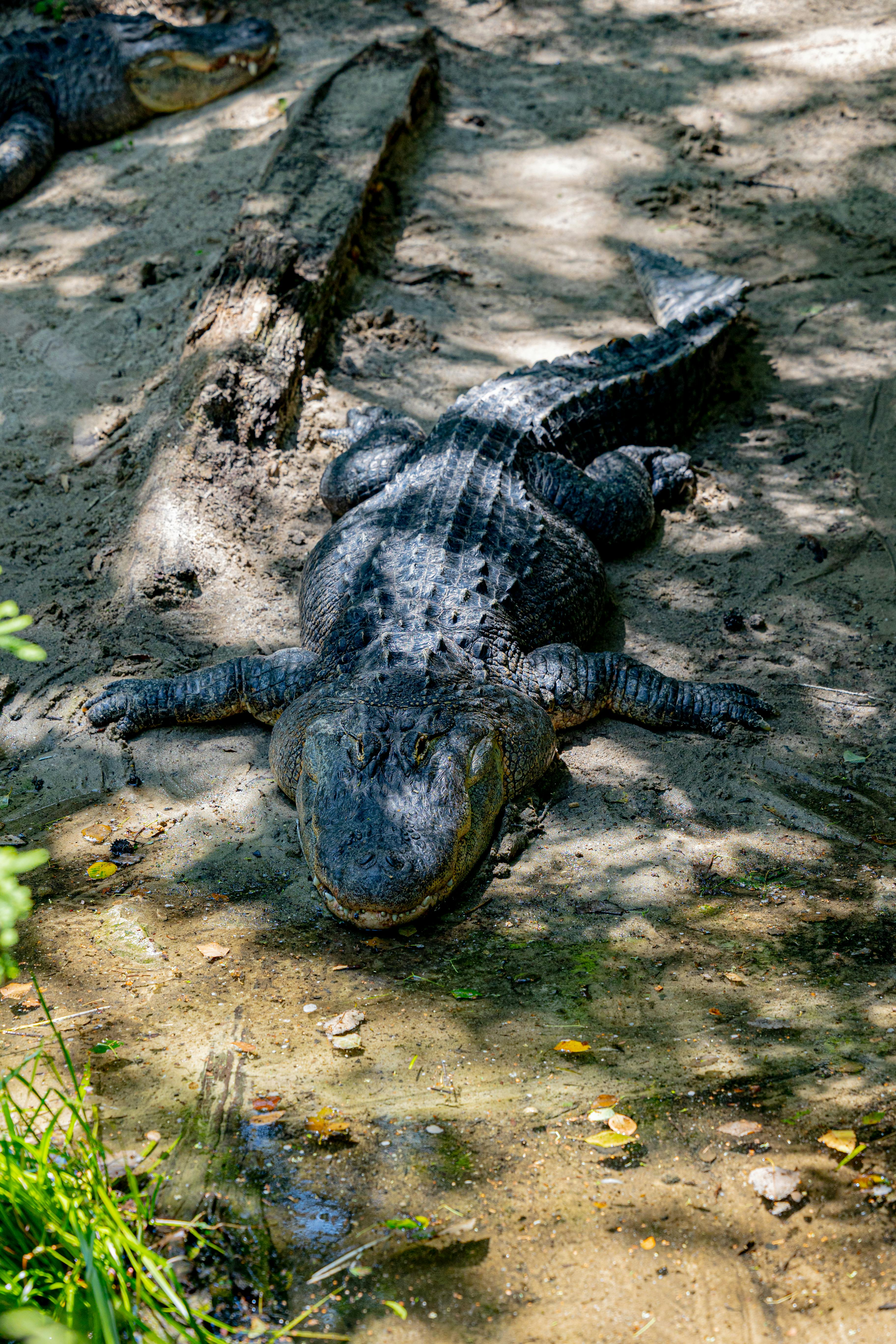 Alligator Near Water Plant On Body Of Water · Free Stock Photo
