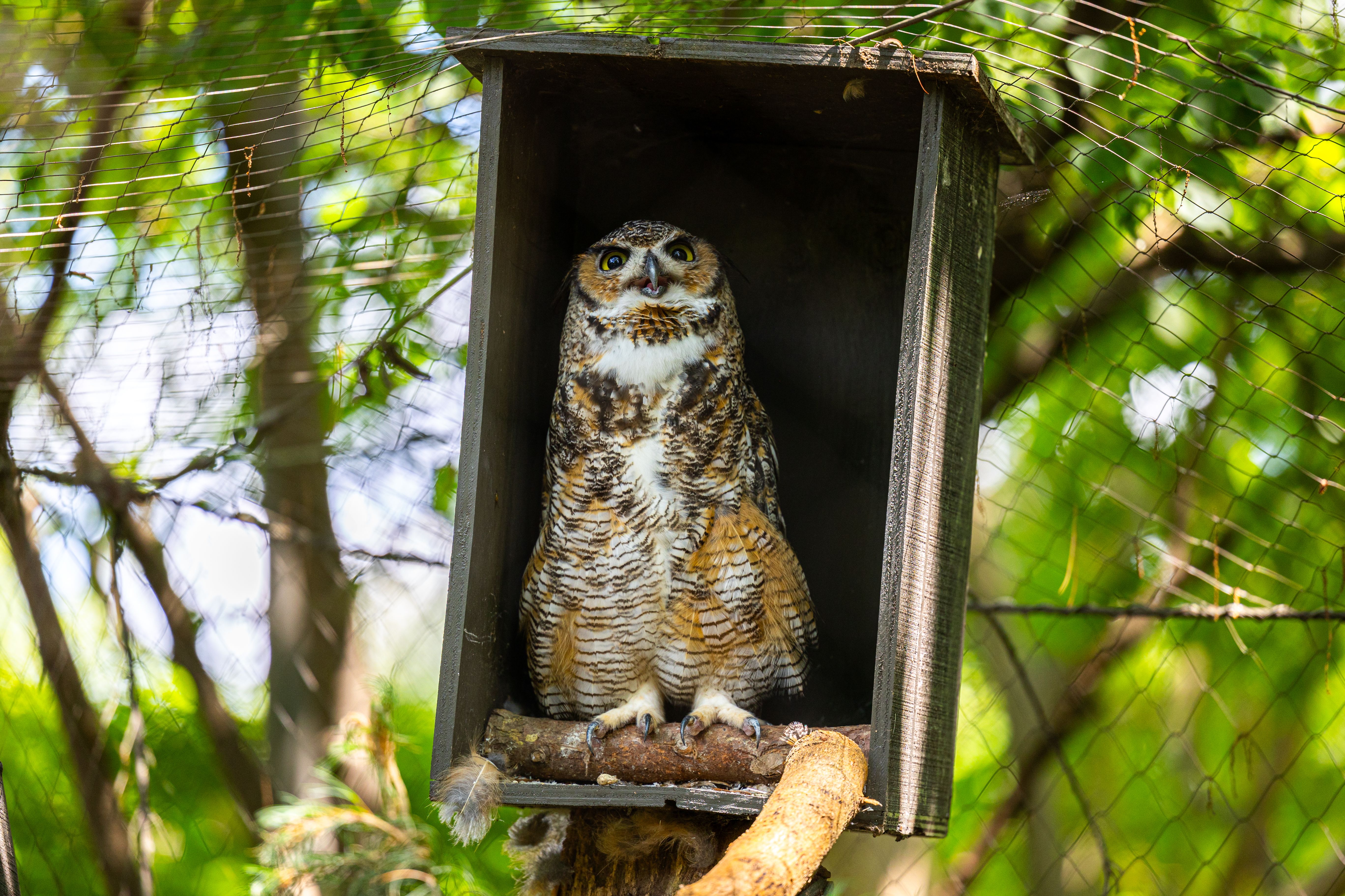 Brown Owl · Free Stock Photo