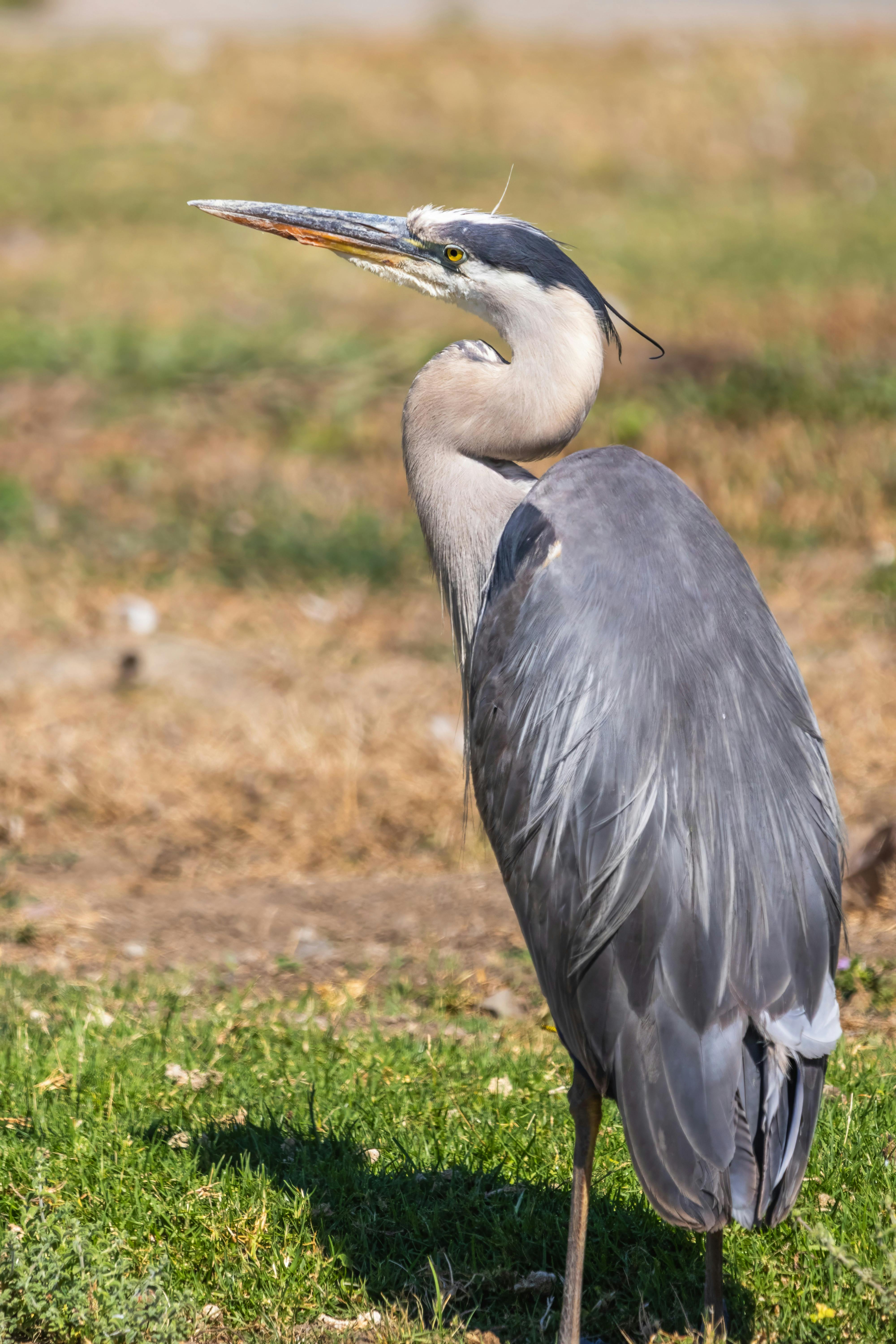 Close-up of a Great Blue Heron · Free Stock Photo