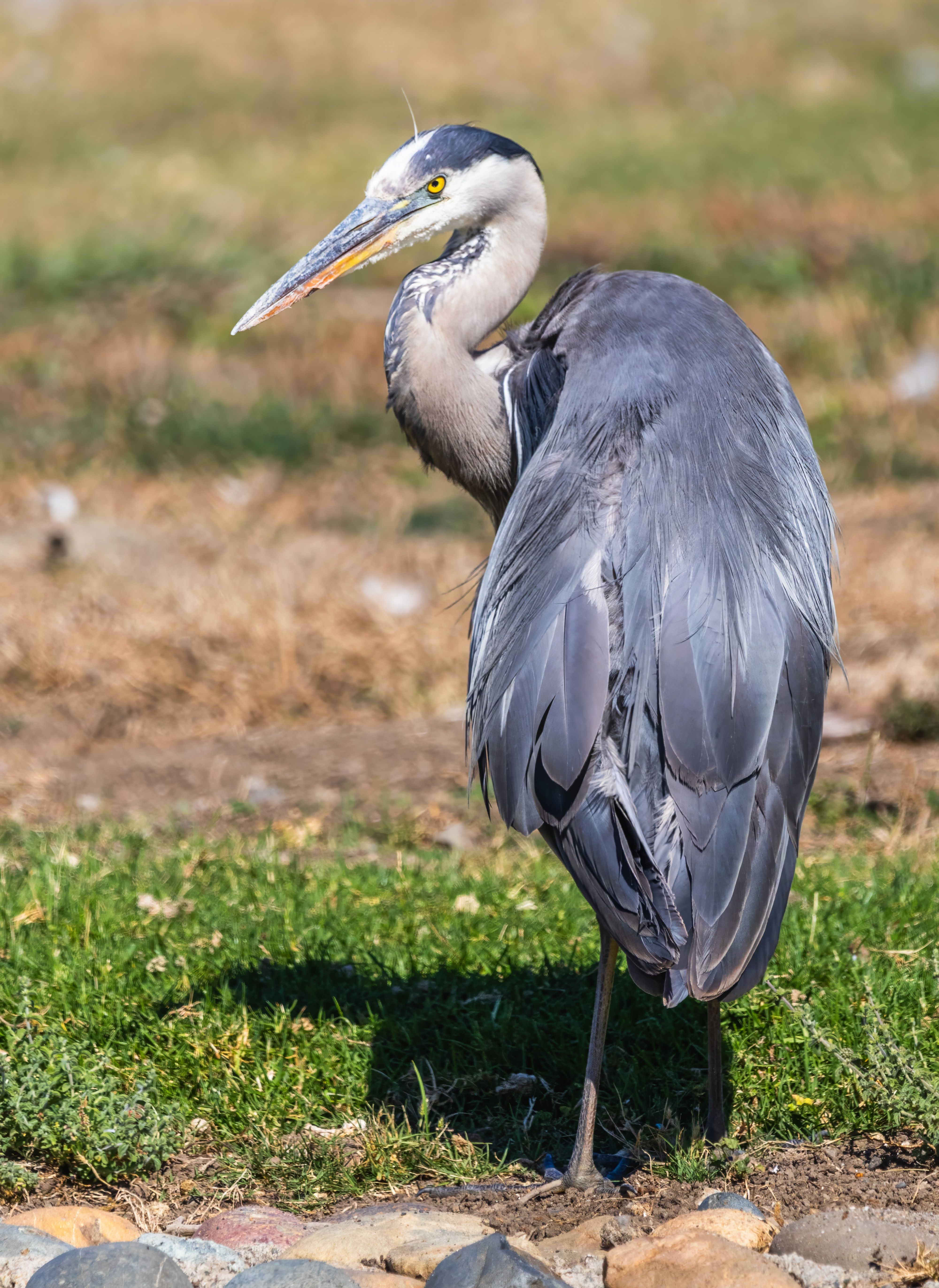 Grey Heron on One Leg · Free Stock Photo
