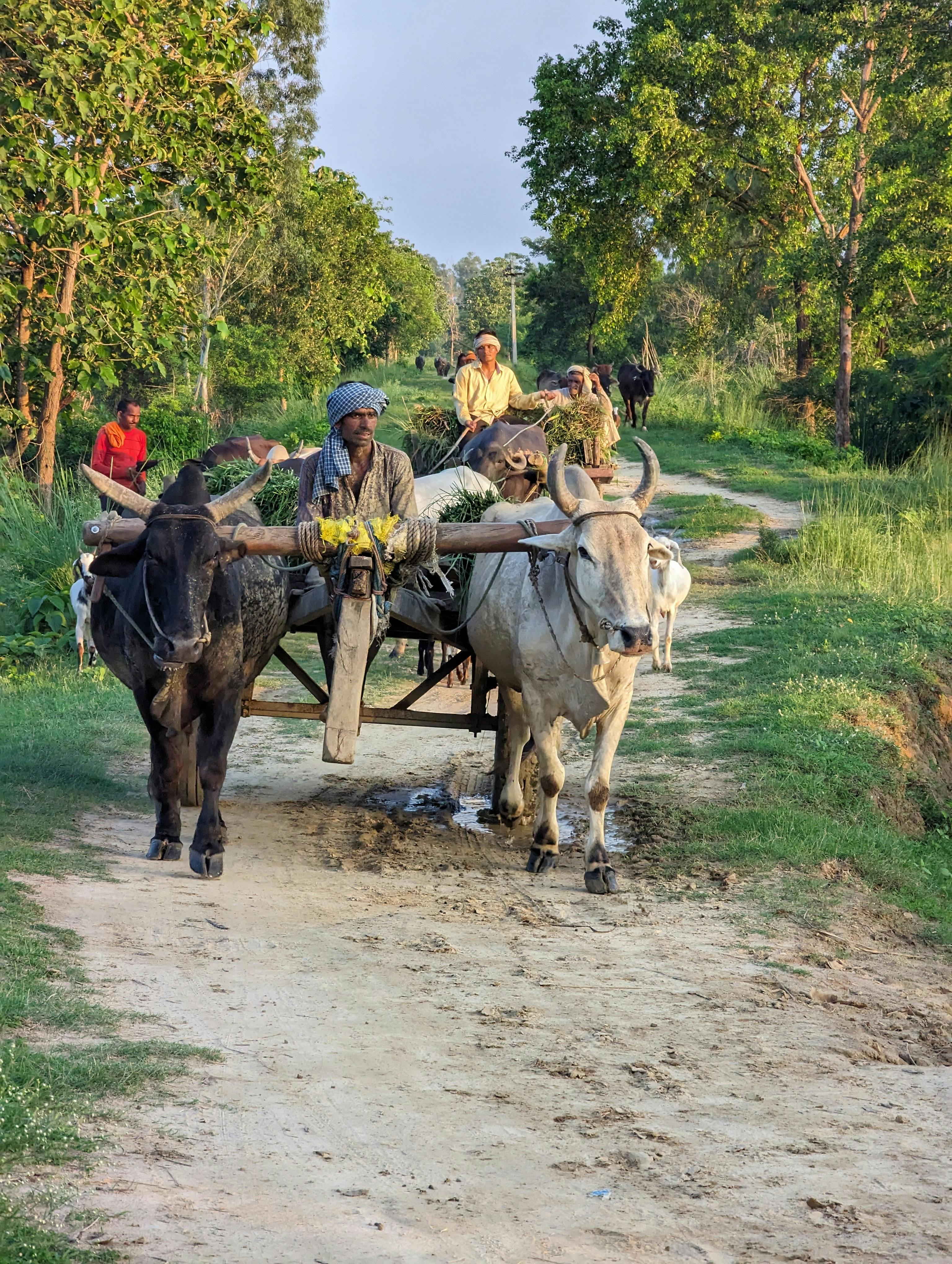 People Riding in Ox Carts on a Rural Road · Free Stock Photo