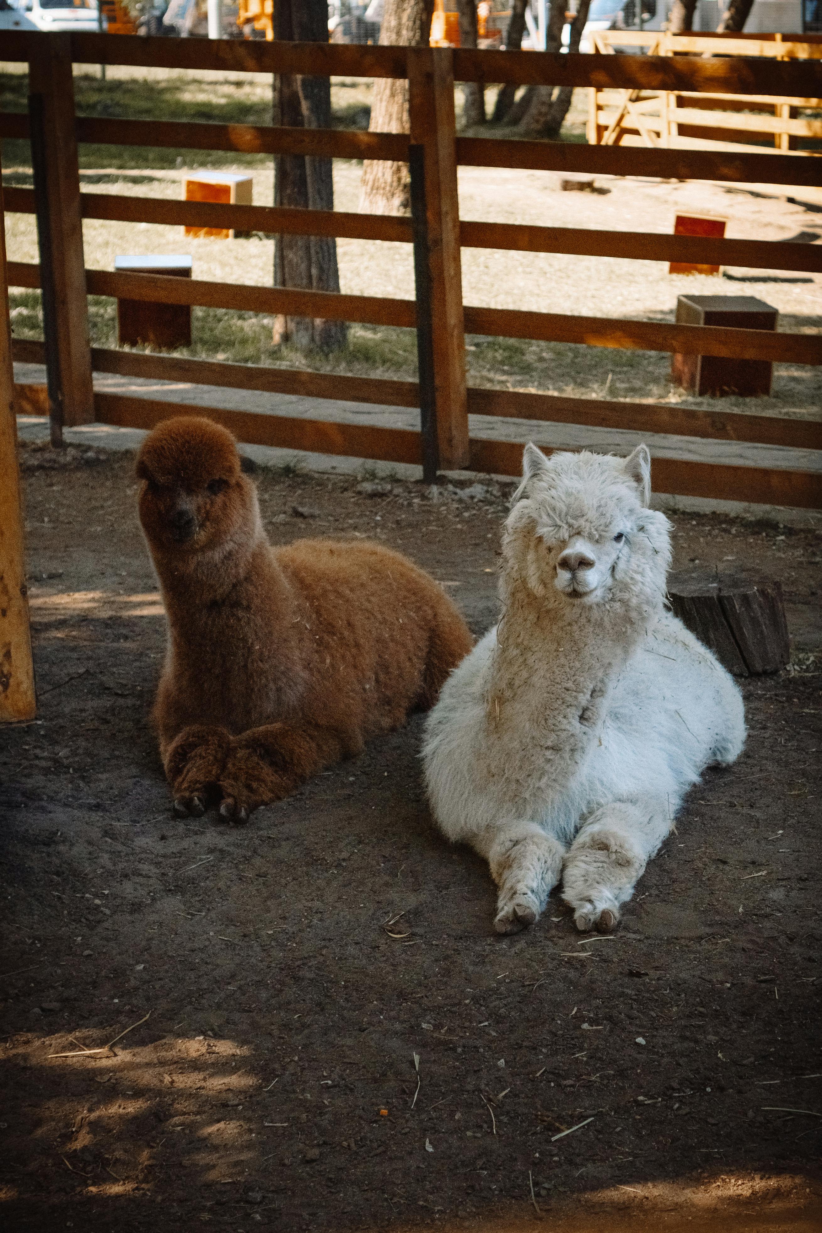 Alpacas on a Farm · Free Stock Photo