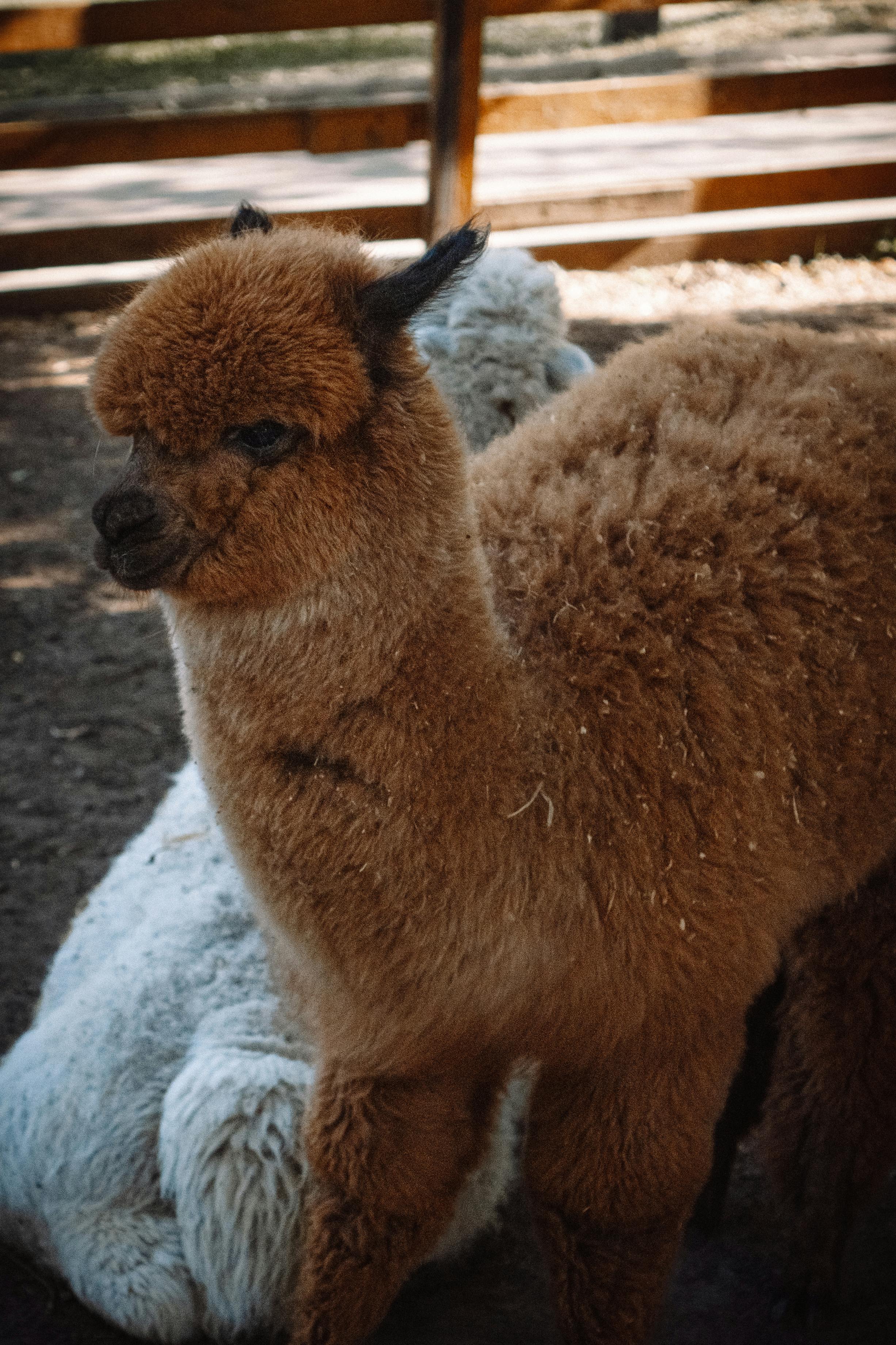 Close-up of Alpaca · Free Stock Photo