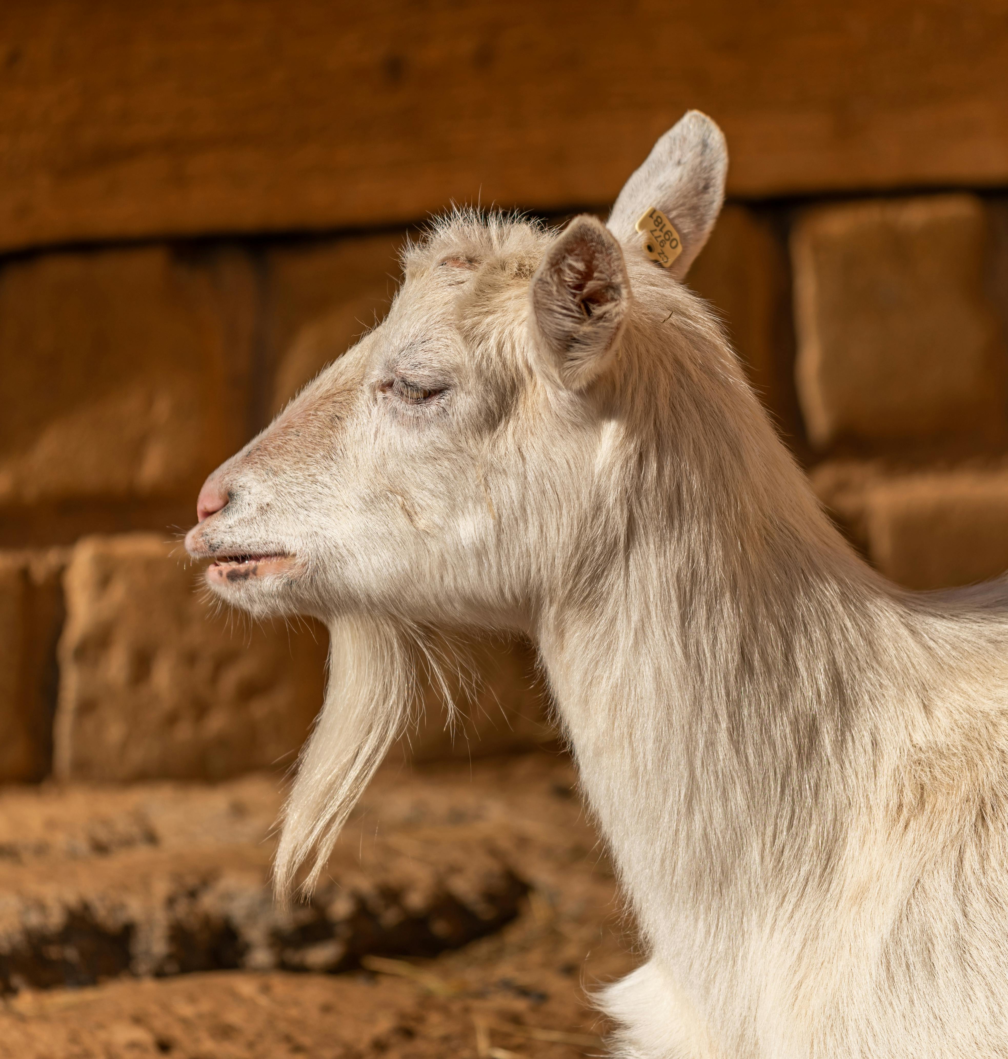 Two Goats in Garden · Free Stock Photo