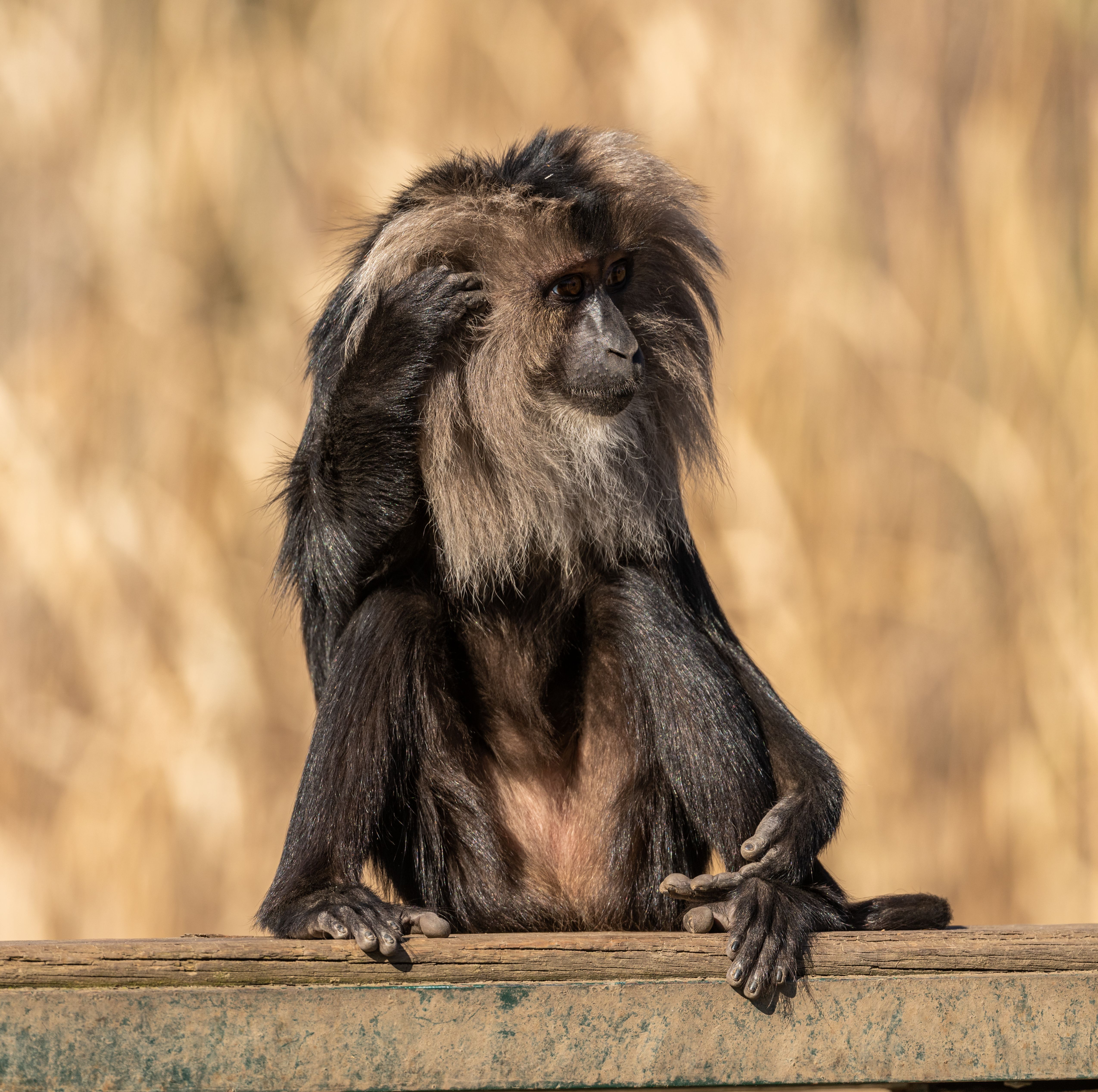 Hairy Monkey at the Zoo · Free Stock Photo