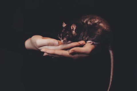 Exploring Rattus Species: Evolution, Habitat, and Adaptation