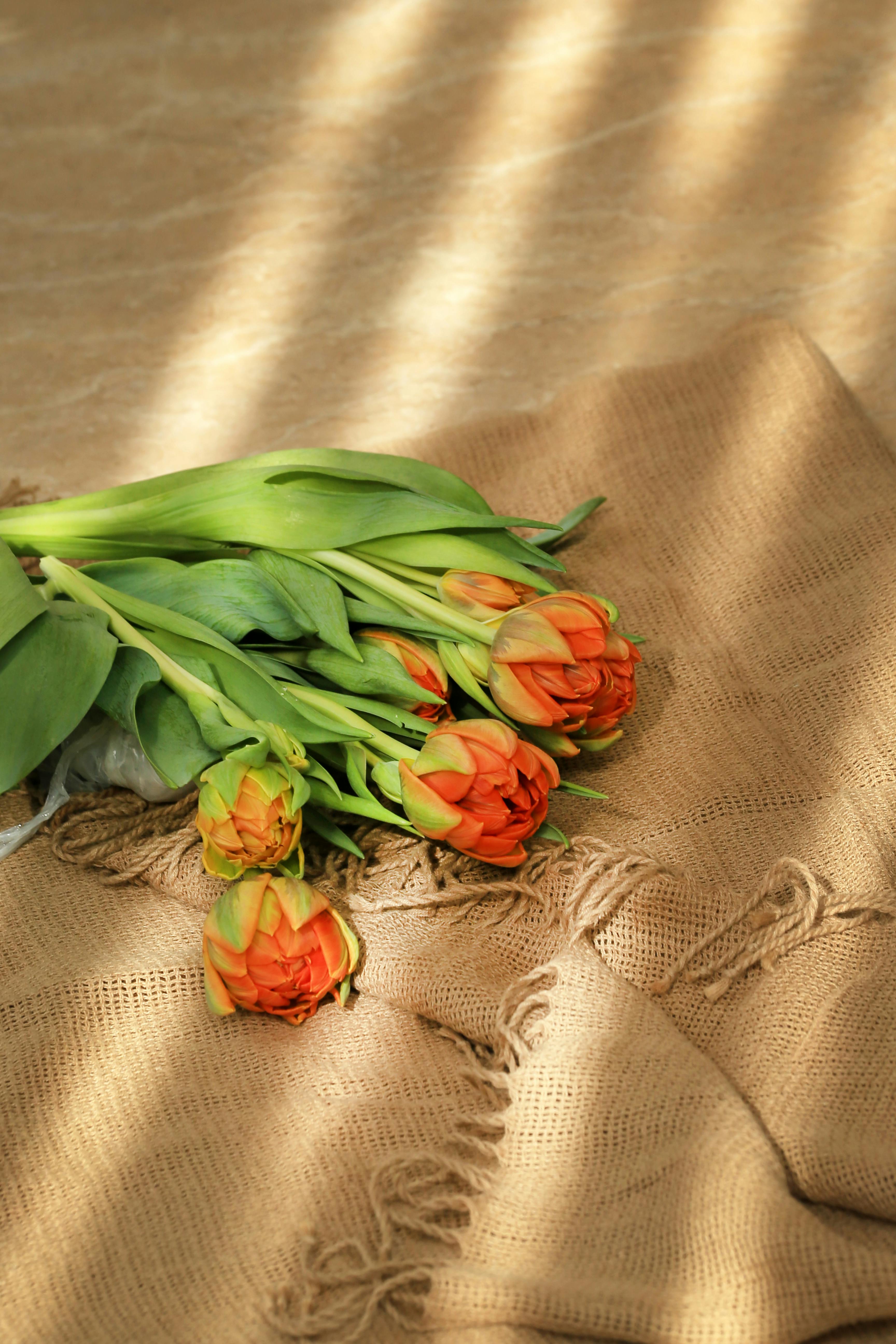 Spring In Nord Photos, Download The BEST Free Spring In Nord Stock ...