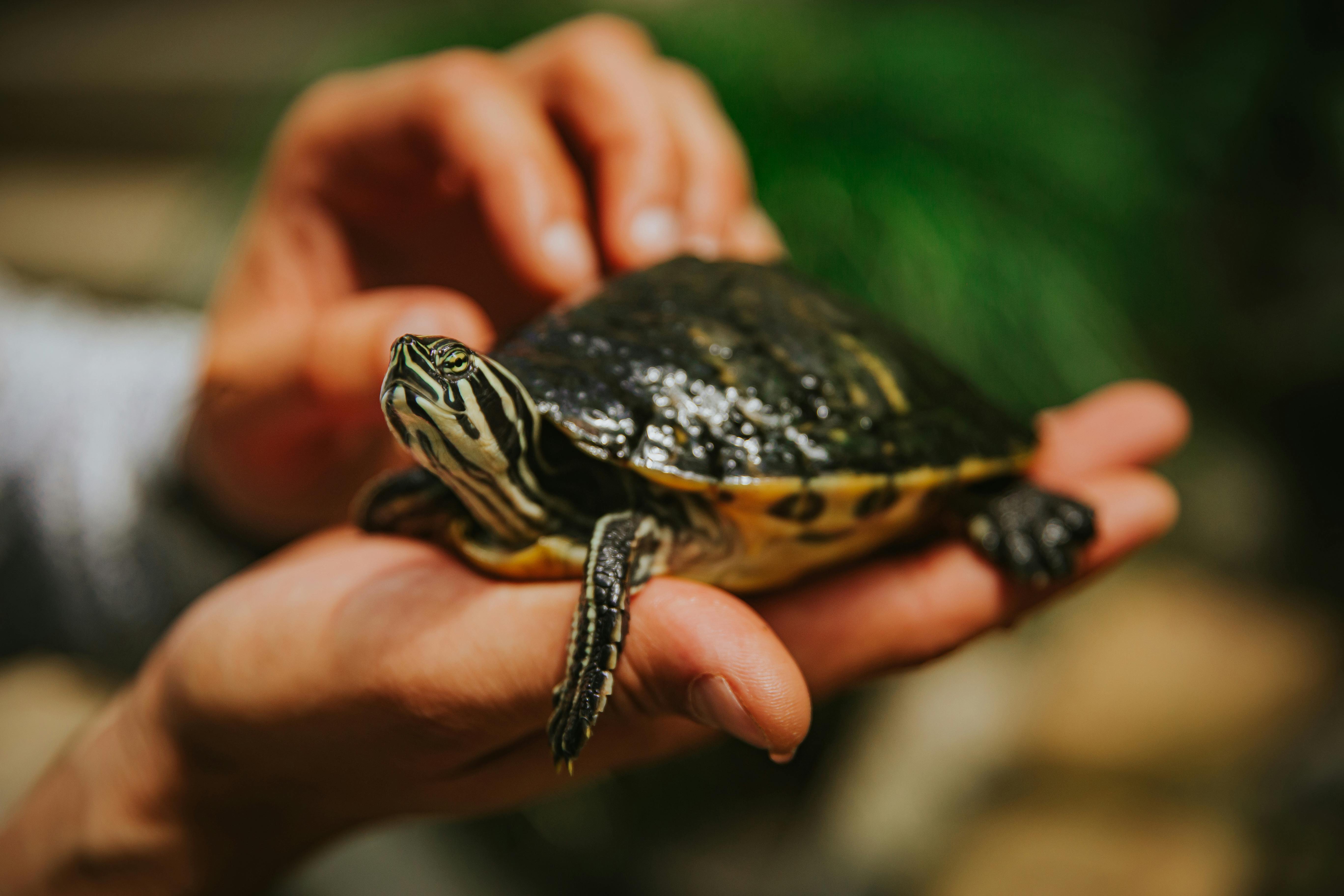Turtle on Hand · Free Stock Photo