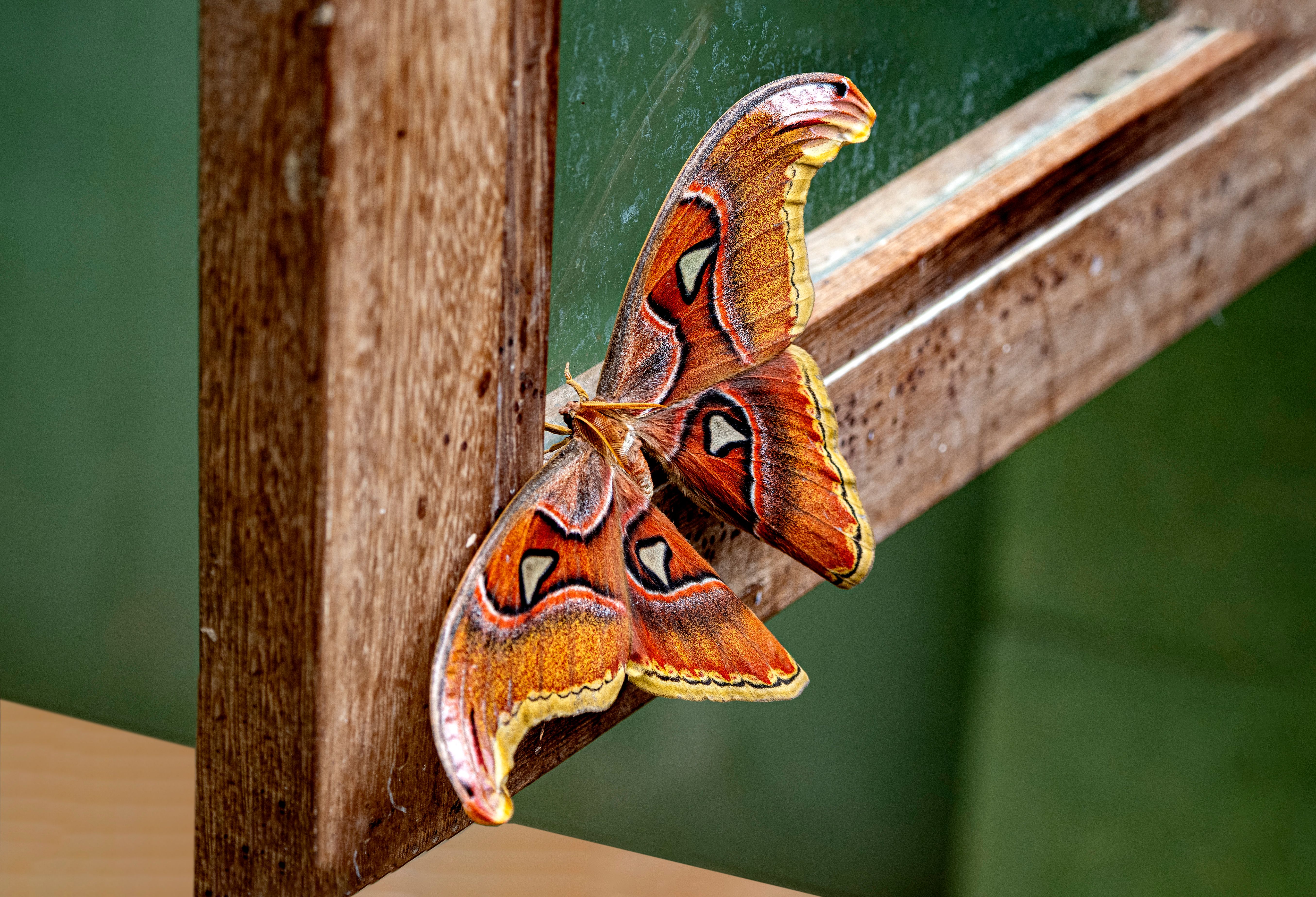 Butterfly on Window Frame · Free Stock Photo
