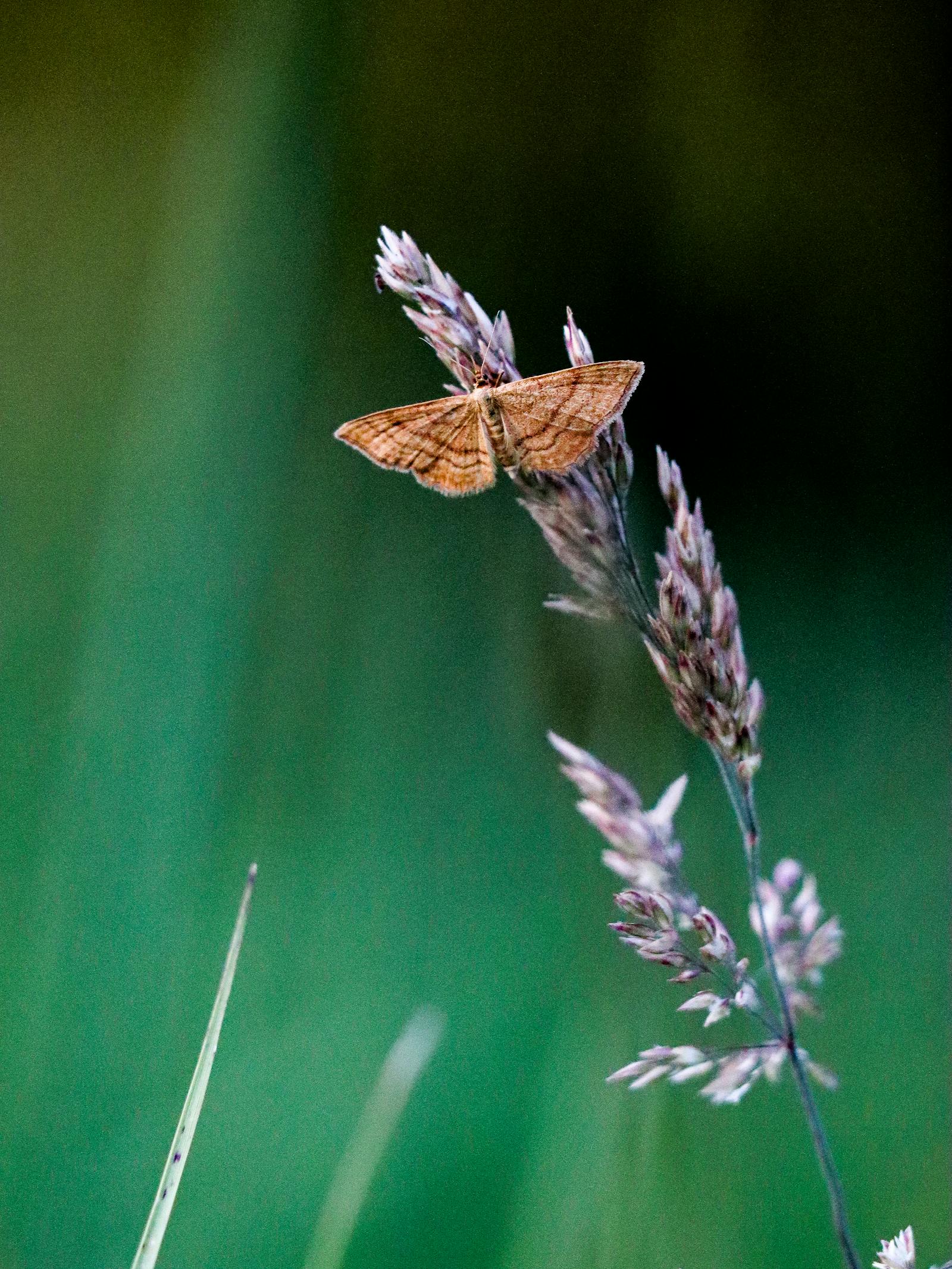 Brown Butterfly Photos, Download The BEST Free Brown Butterfly Stock ...
