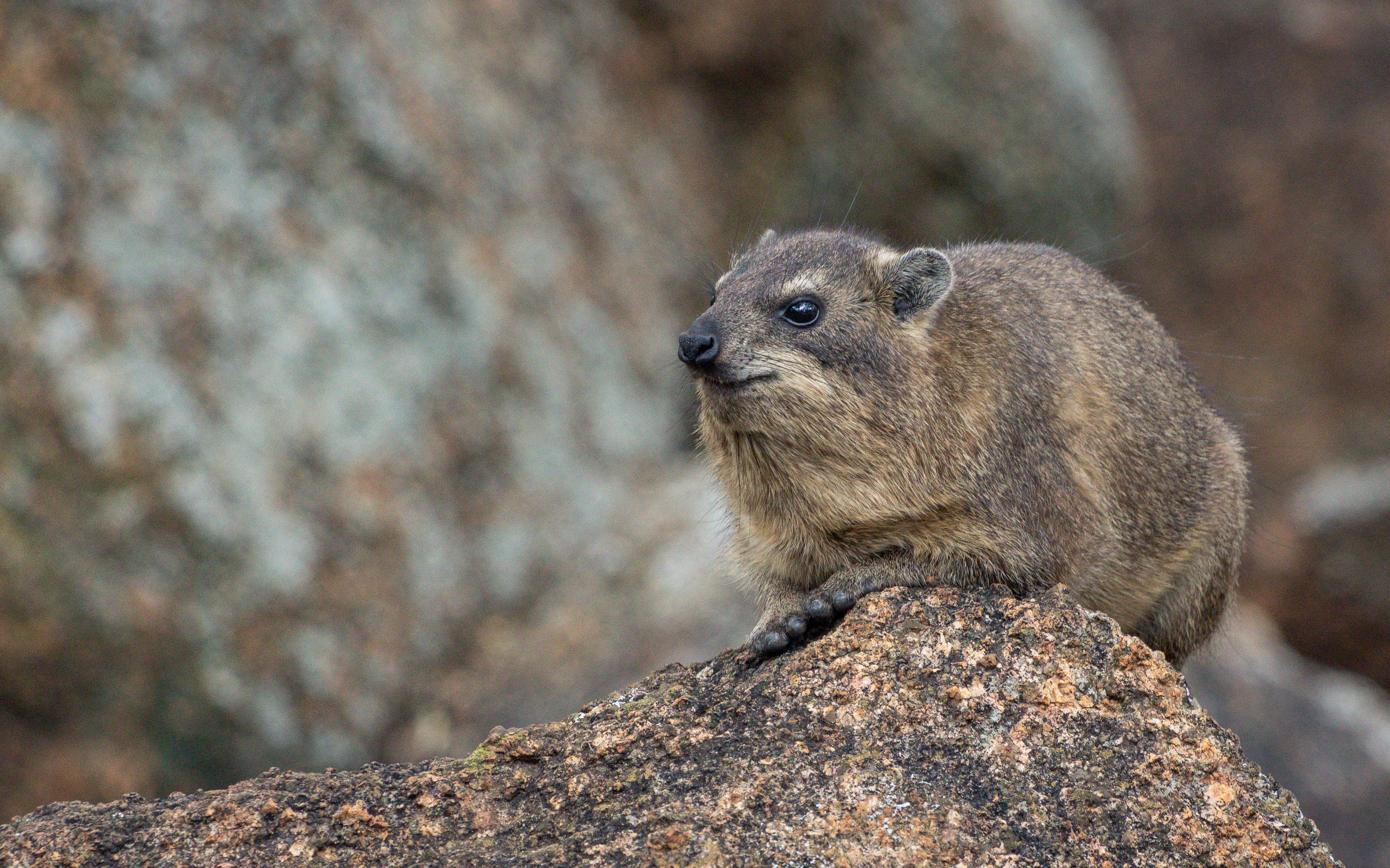 Close-up of a Rock Hyrax · Free Stock Photo