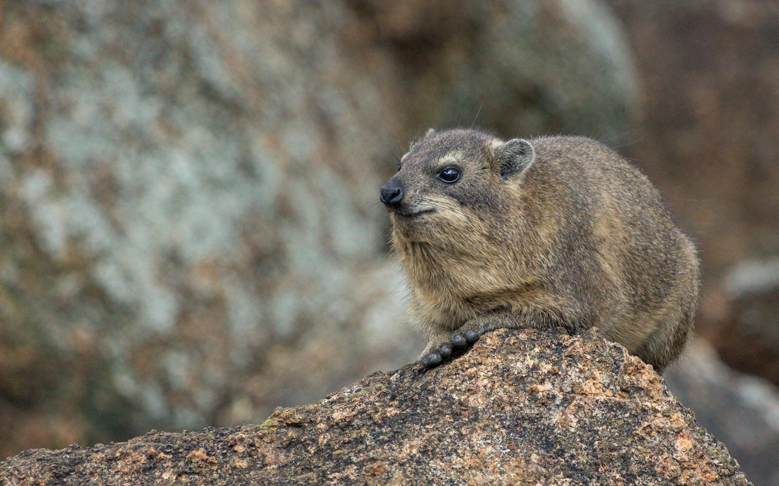 Rock Hyrax Photos, Download The BEST Free Rock Hyrax Stock Photos & HD ...