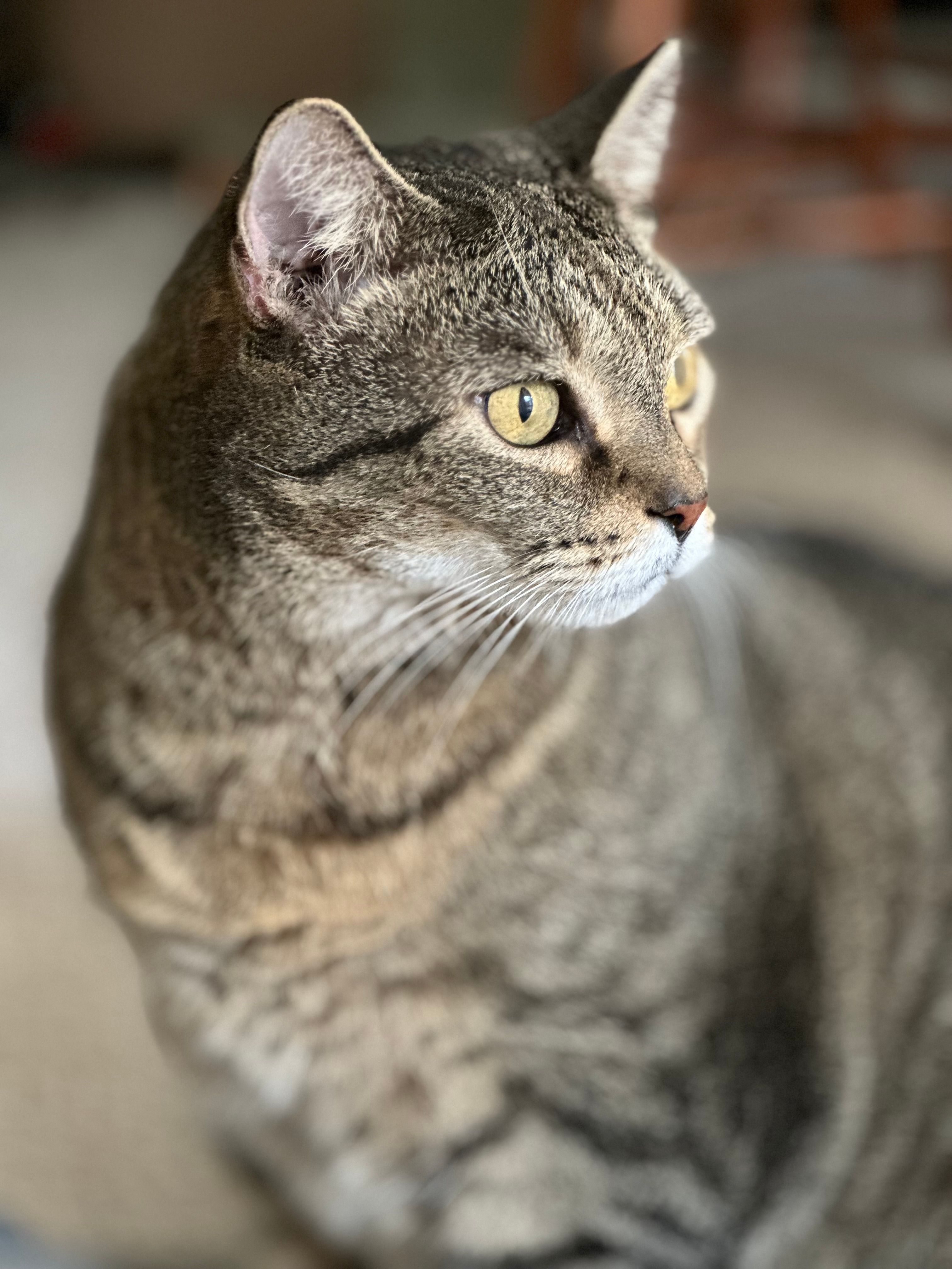 Kupel Pet Photos, Download The BEST Free Kupel Pet Stock Photos & HD Images