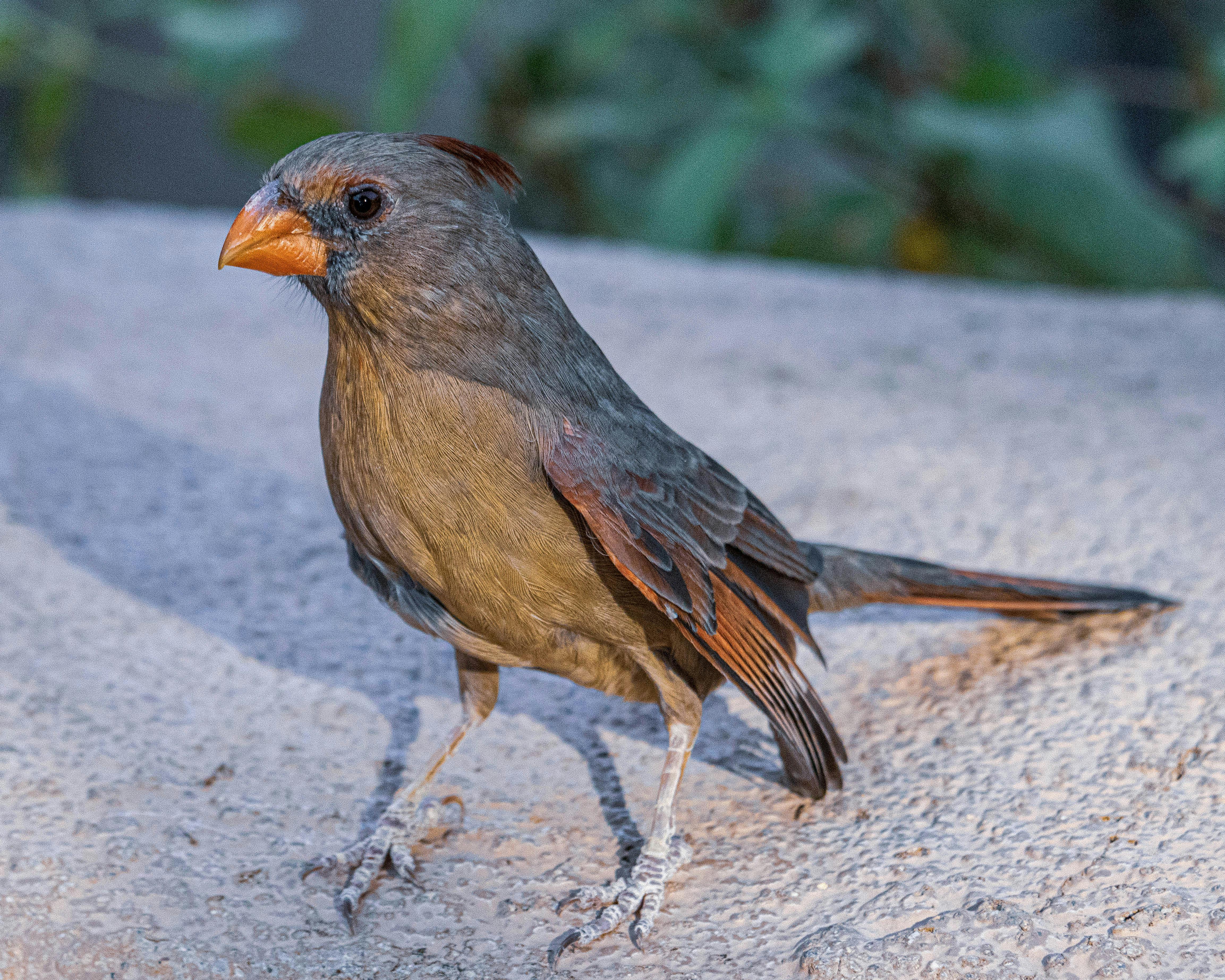 Bird Of Song Photos, Download The BEST Free Bird Of Song Stock Photos ...