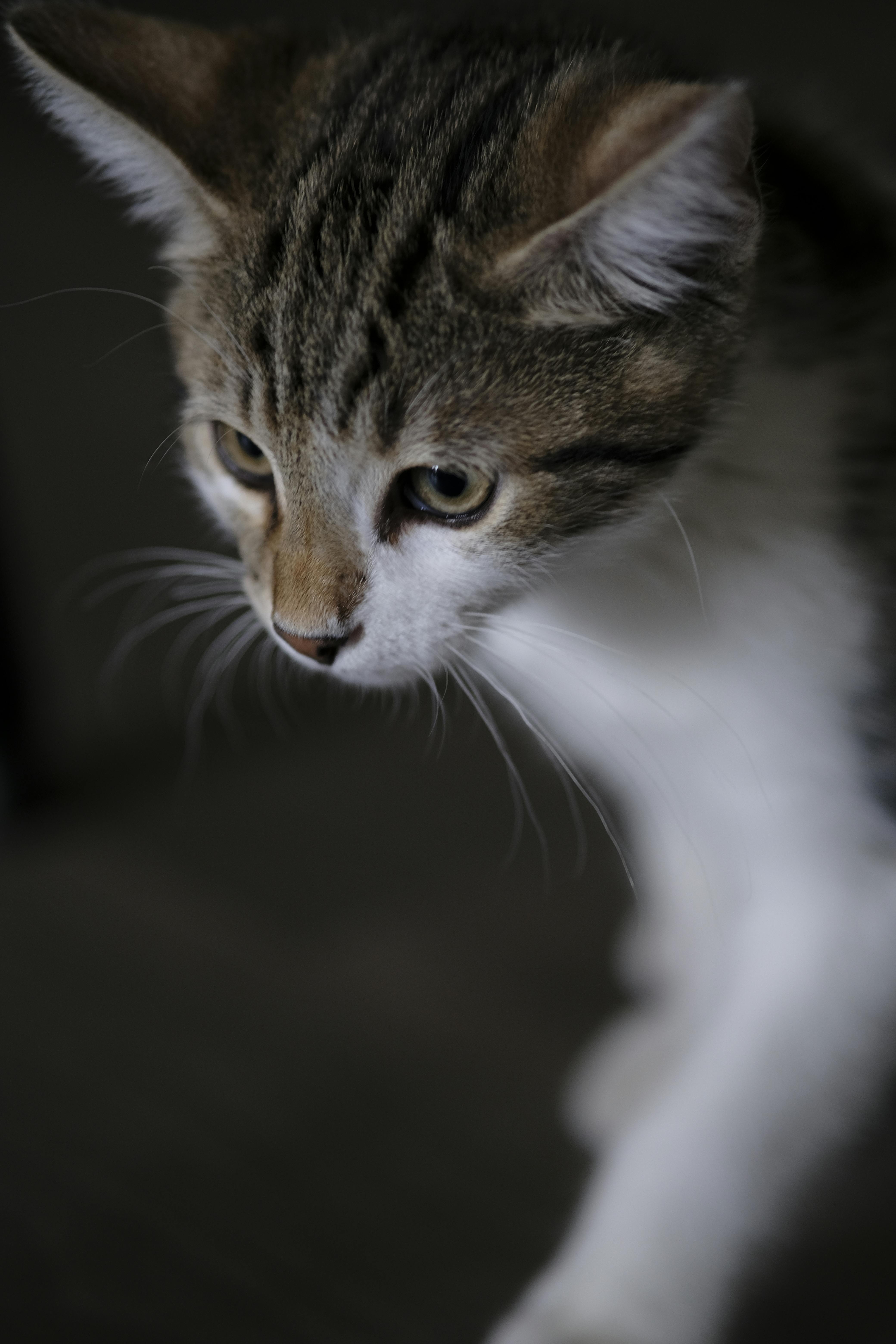 Close-Up of Cat Winking · Free Stock Photo
