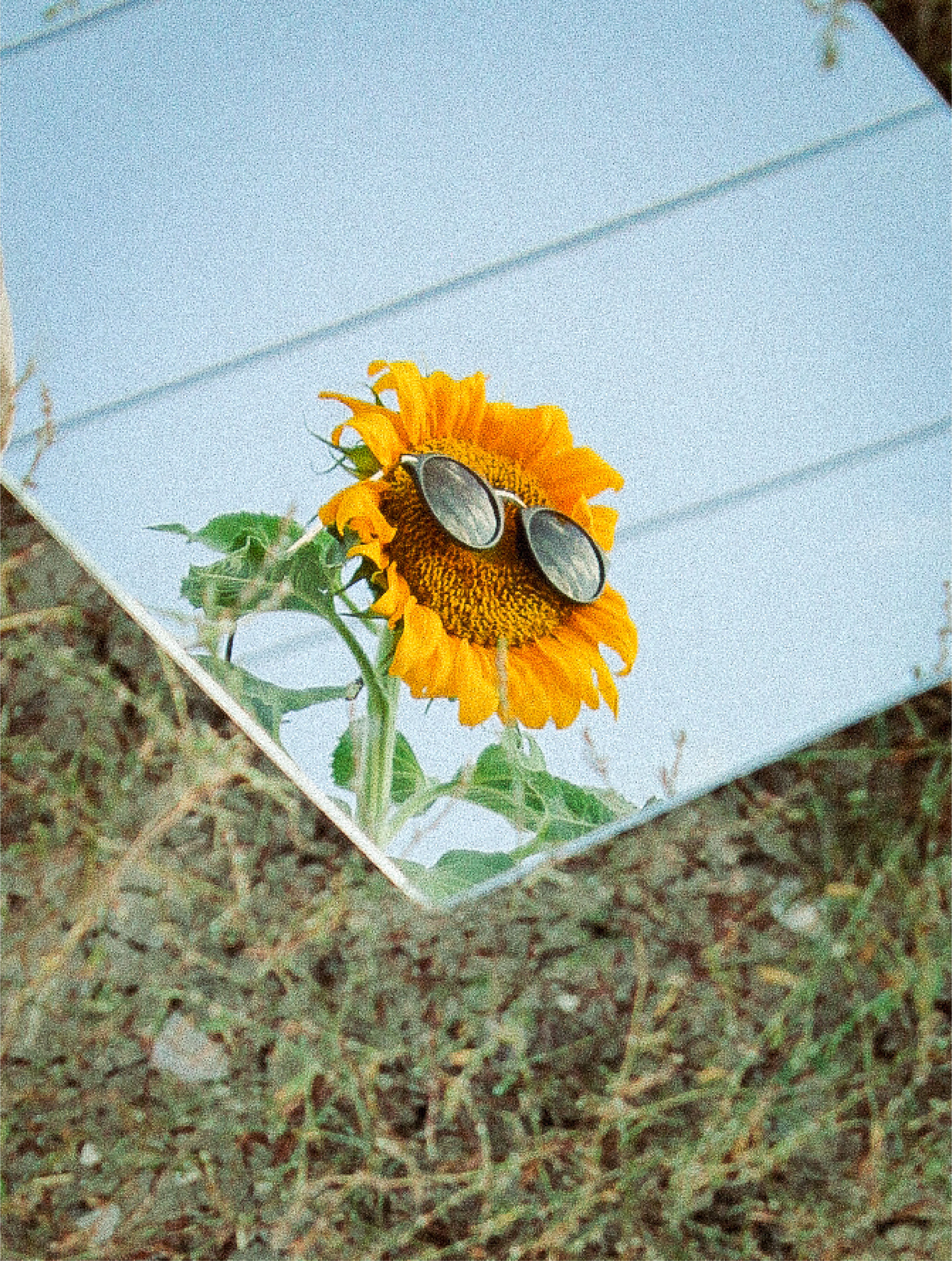 Sunflower in Sunglasses Reflection · Free Stock Photo