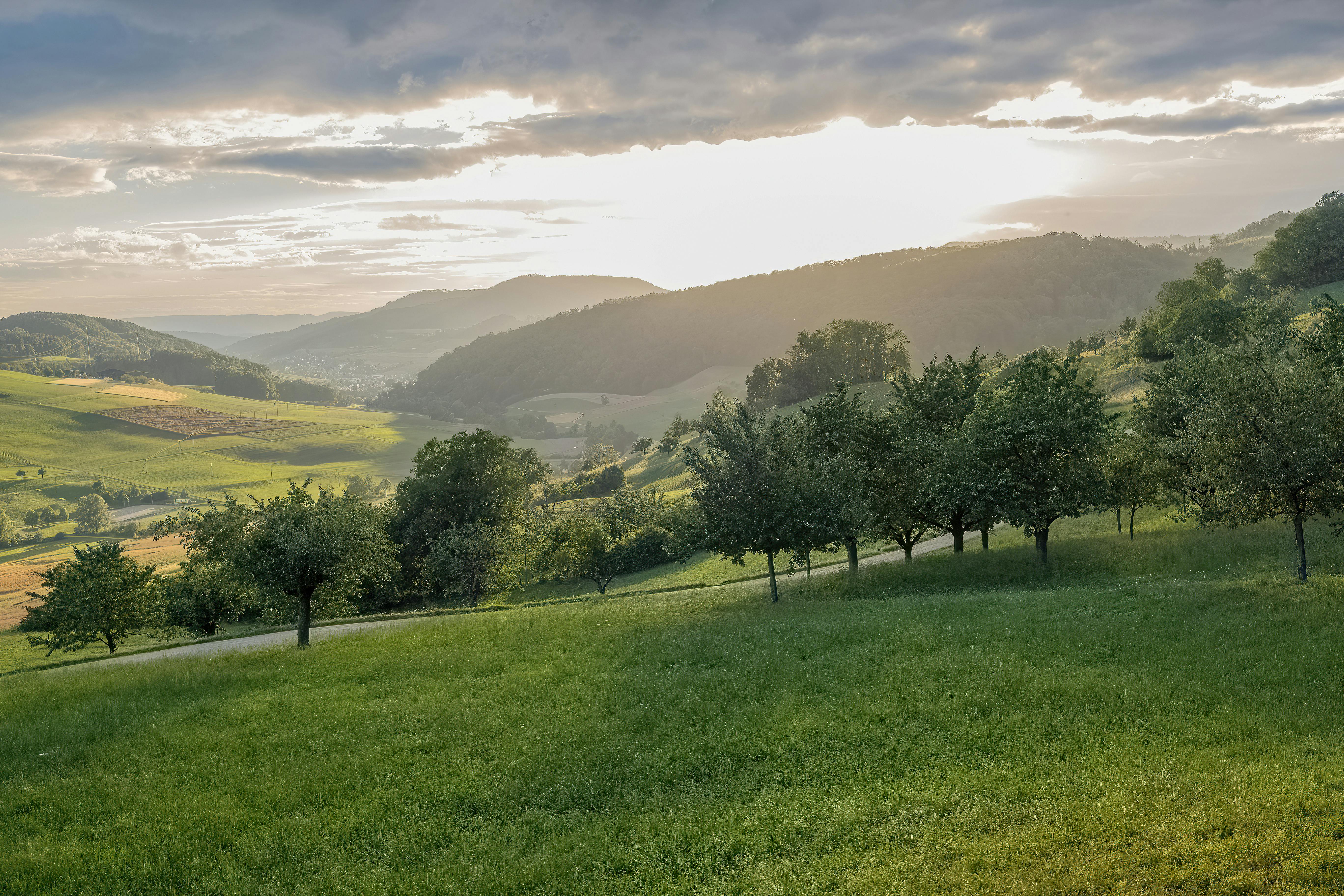 Green Leafed Tree on Mountain · Free Stock Photo