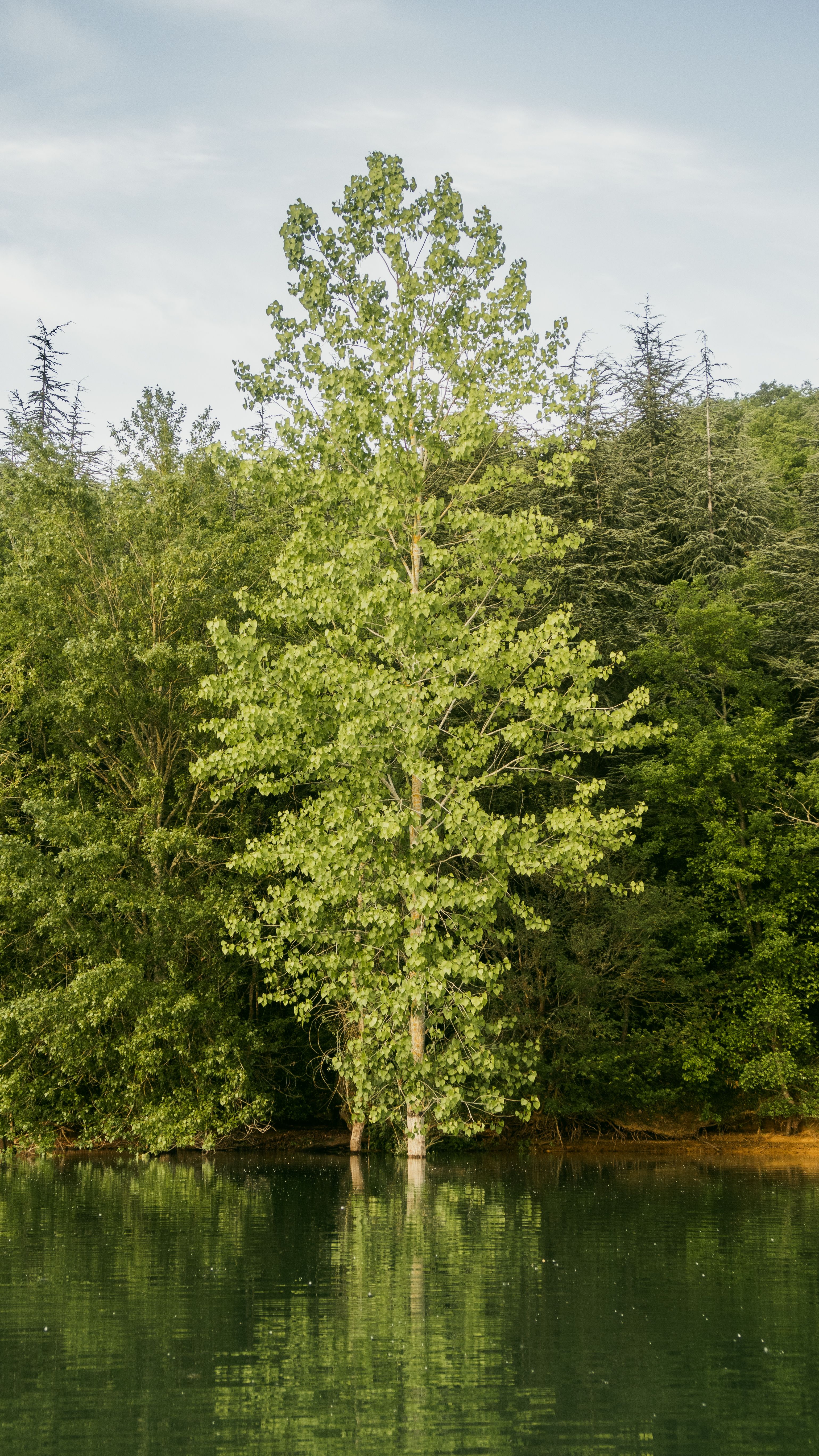 Trees in Deep Forest · Free Stock Photo