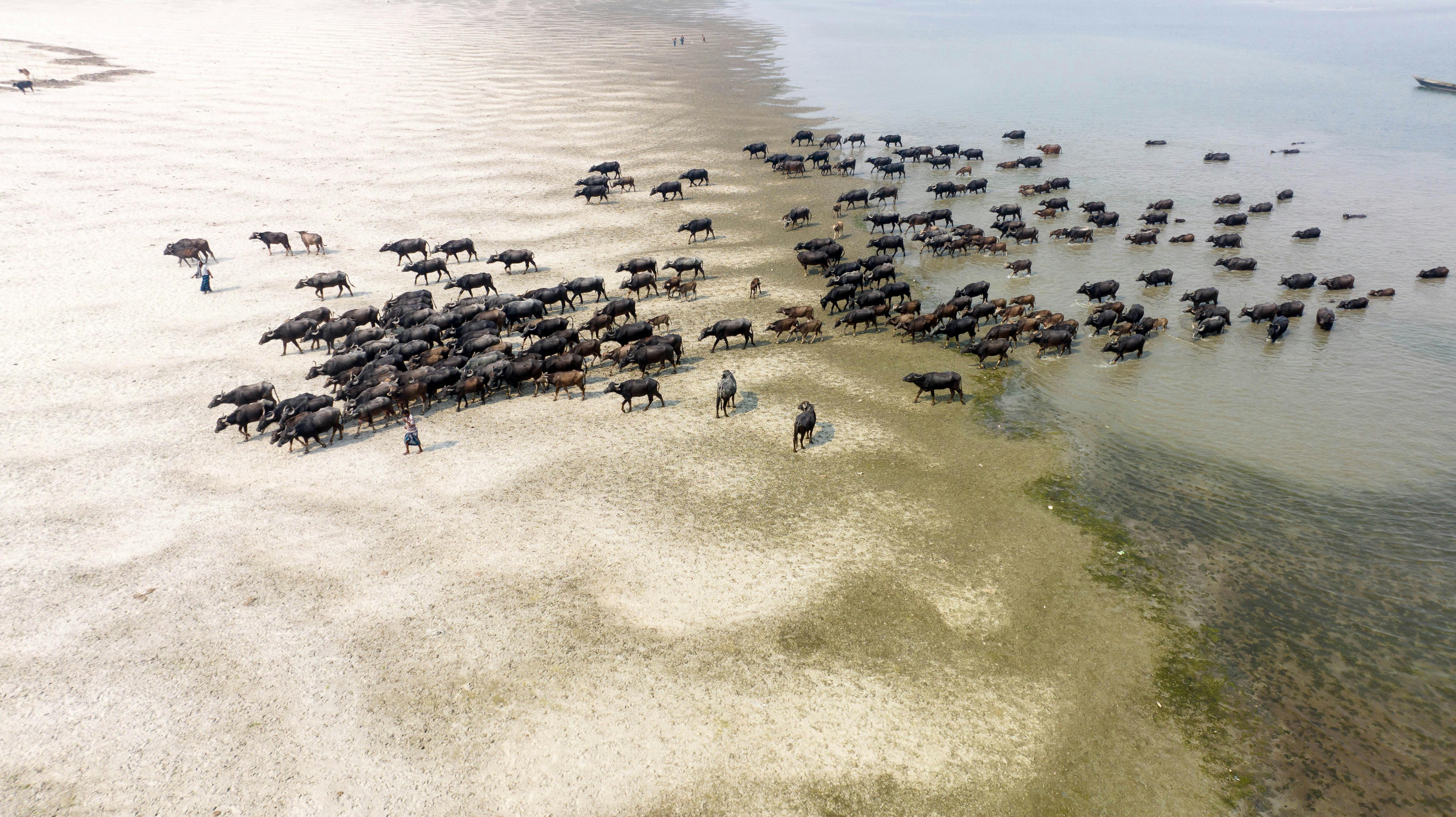 Nomadic Herdsmen And Their Cattle Unidentifiable Photos, Download The ...