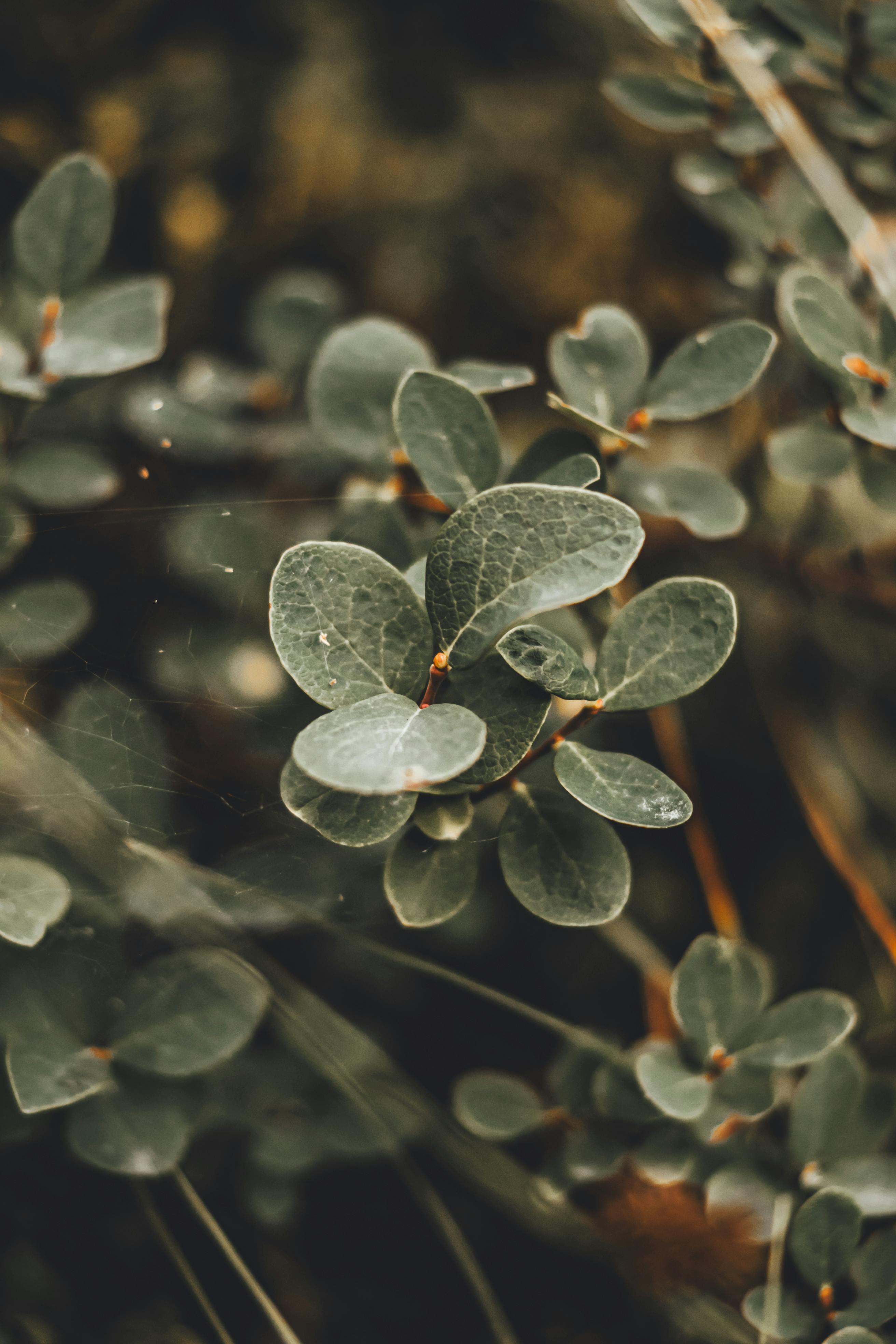 Dark Nature Aesthetics Photos, Download The BEST Free Dark Nature ...