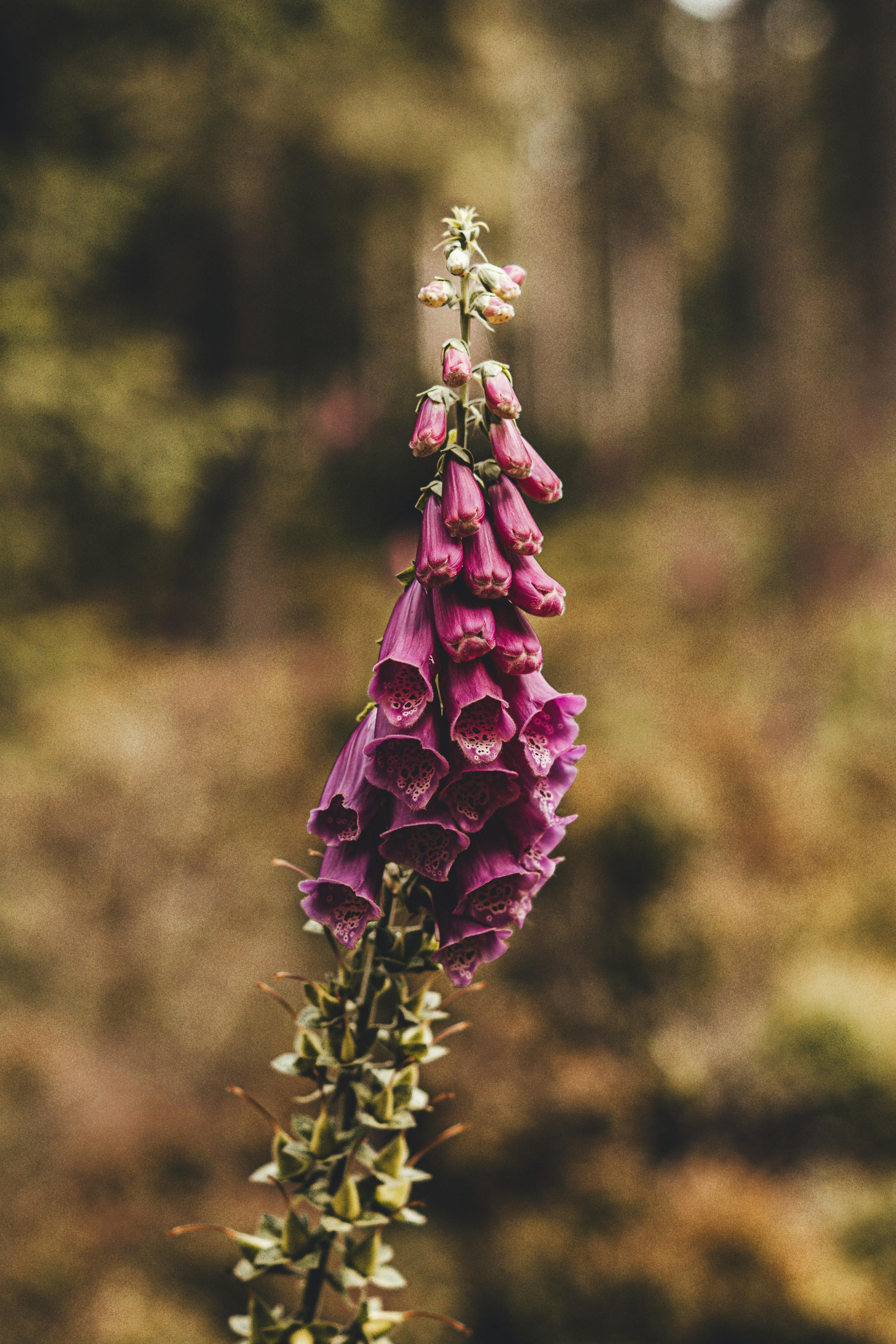 A purple flower in the woods with a forest background · Free Stock Photo