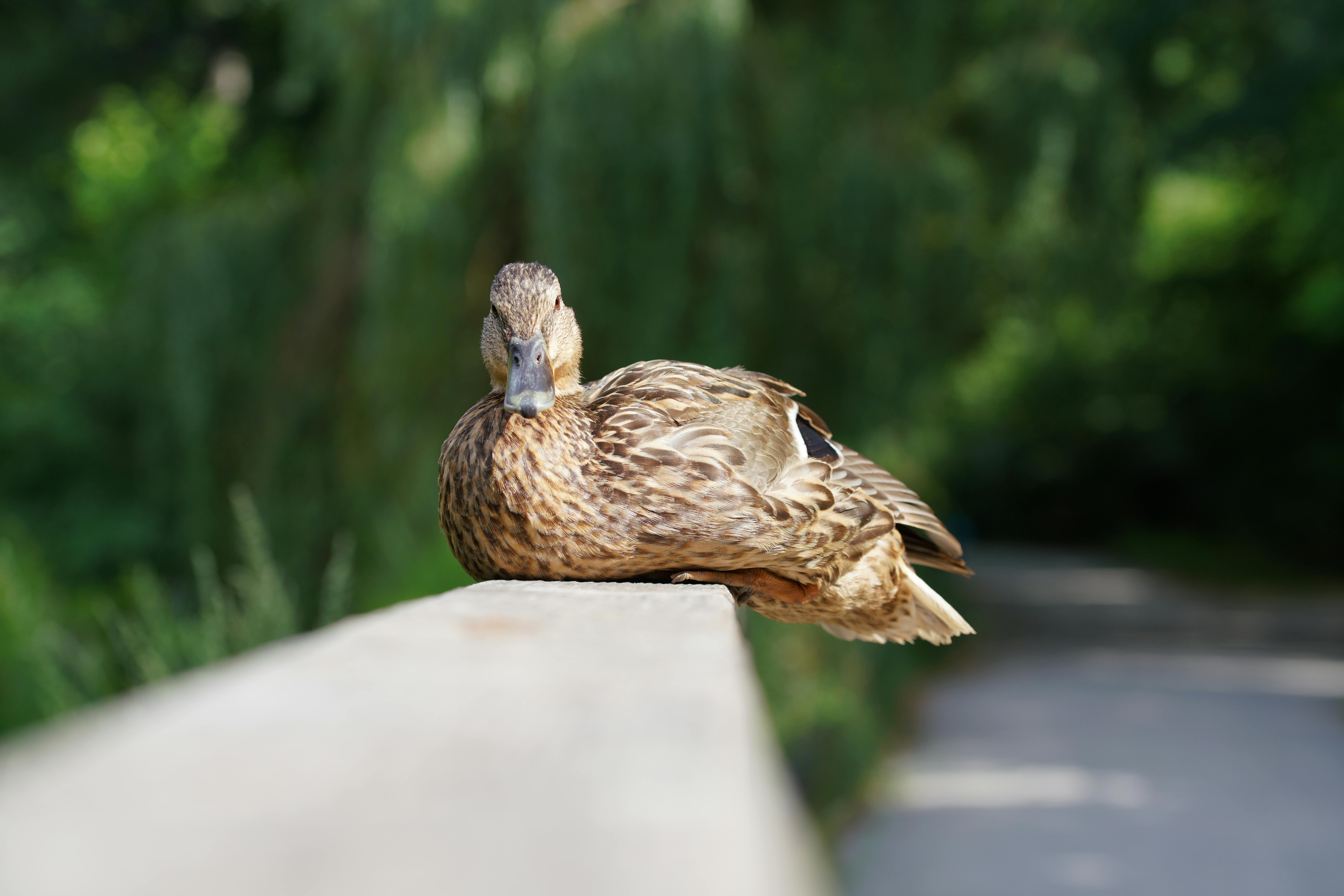 Duck on Railing · Free Stock Photo
